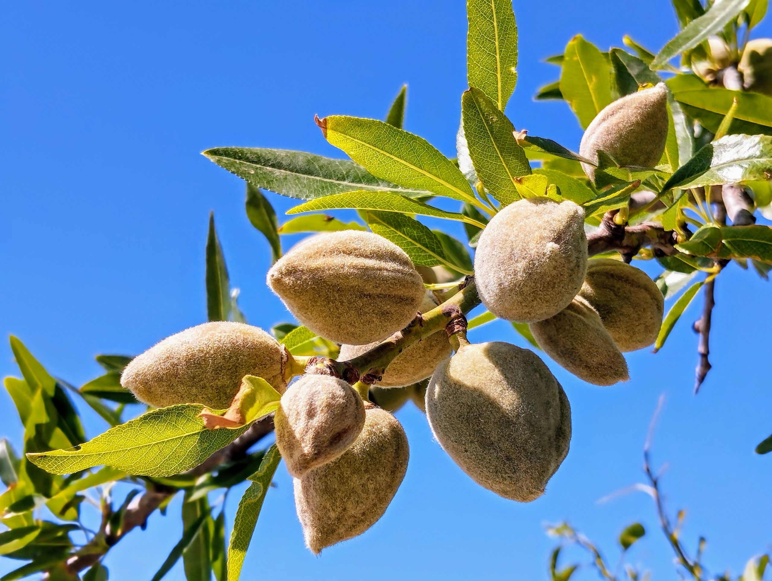 Megafire smoke has long-lasting impacts on orchard trees - Earth.com