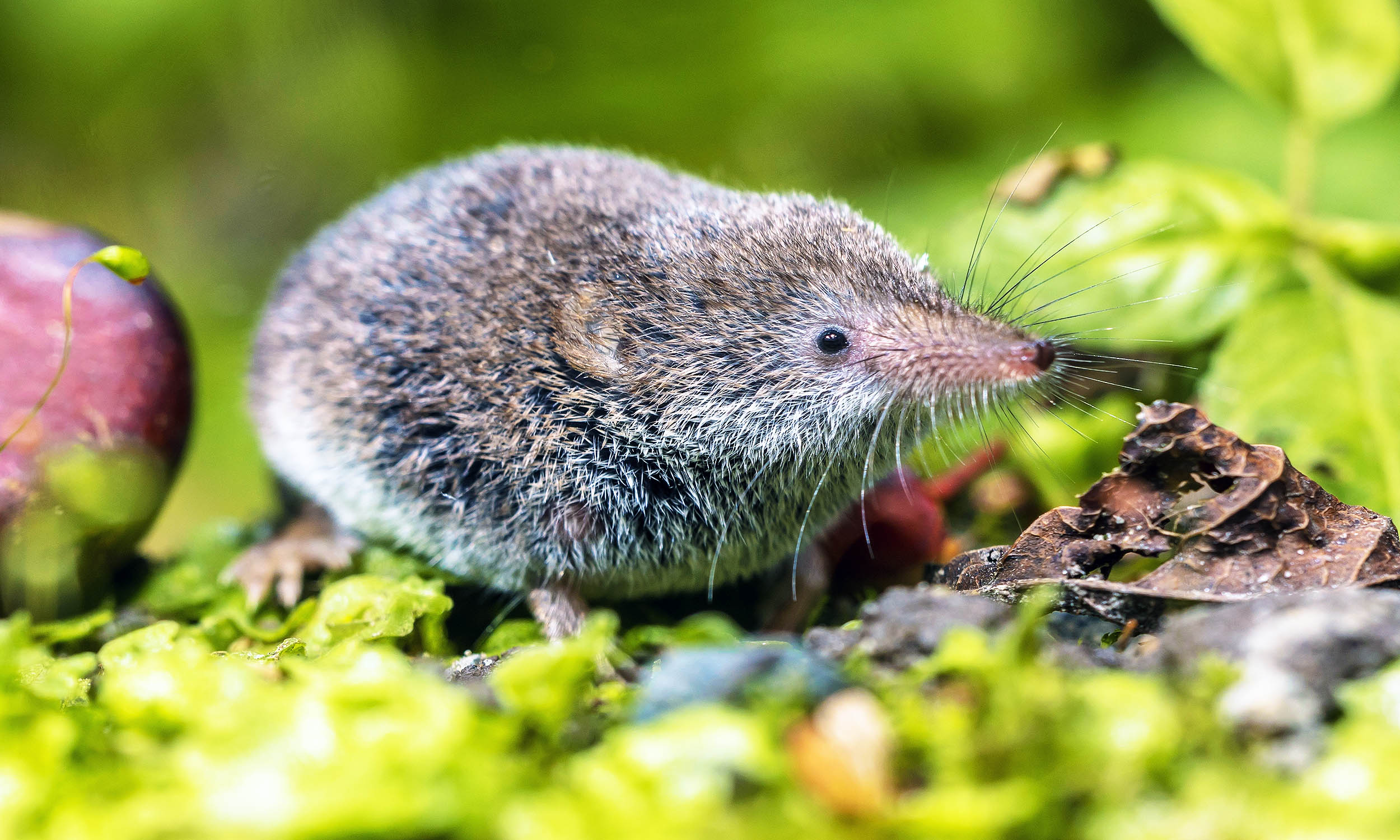 How shrews and other tiny creatures have superfast heartbeats - Earth.com