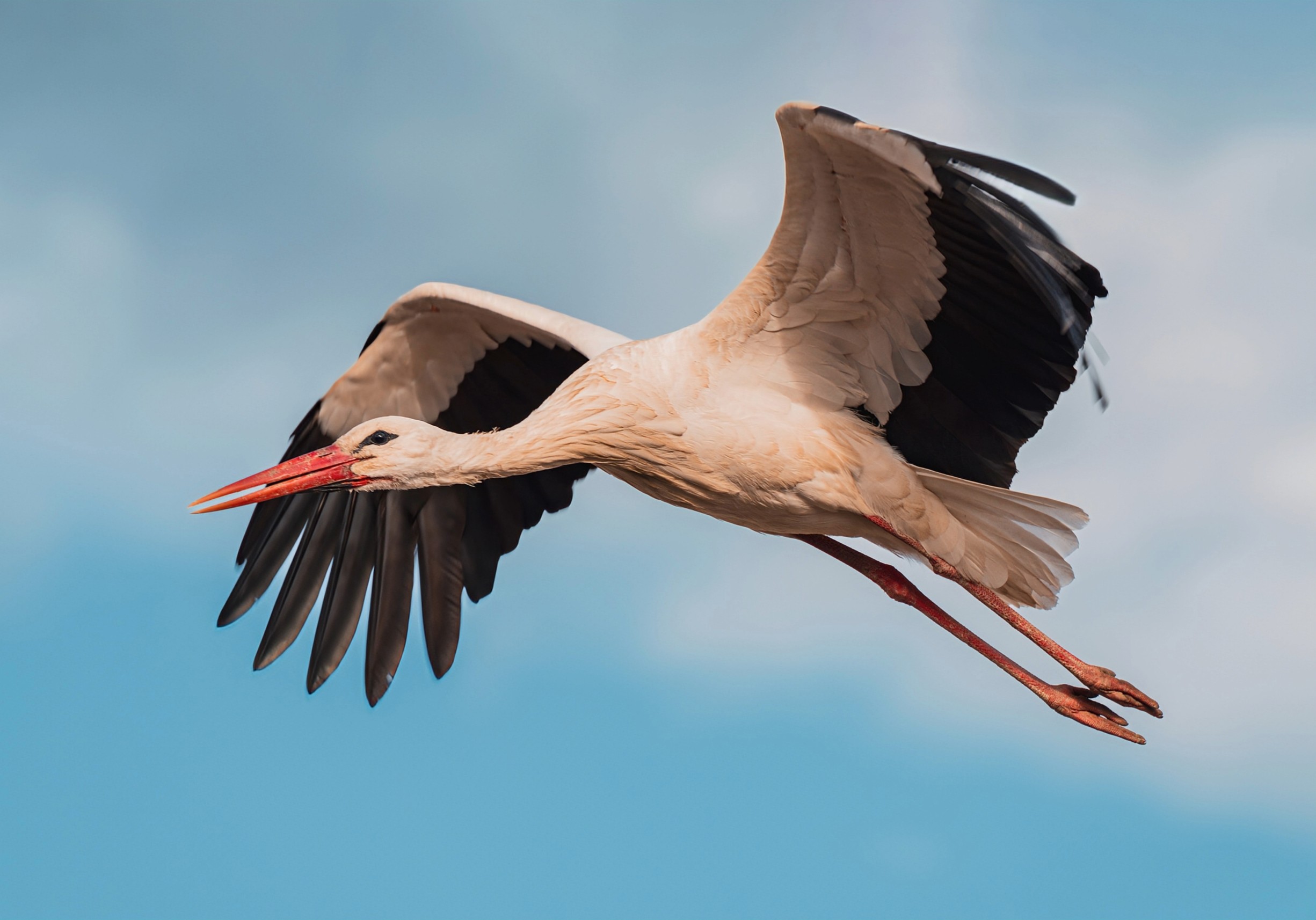 White storks and humans have a long, intertwined history - Earth.com