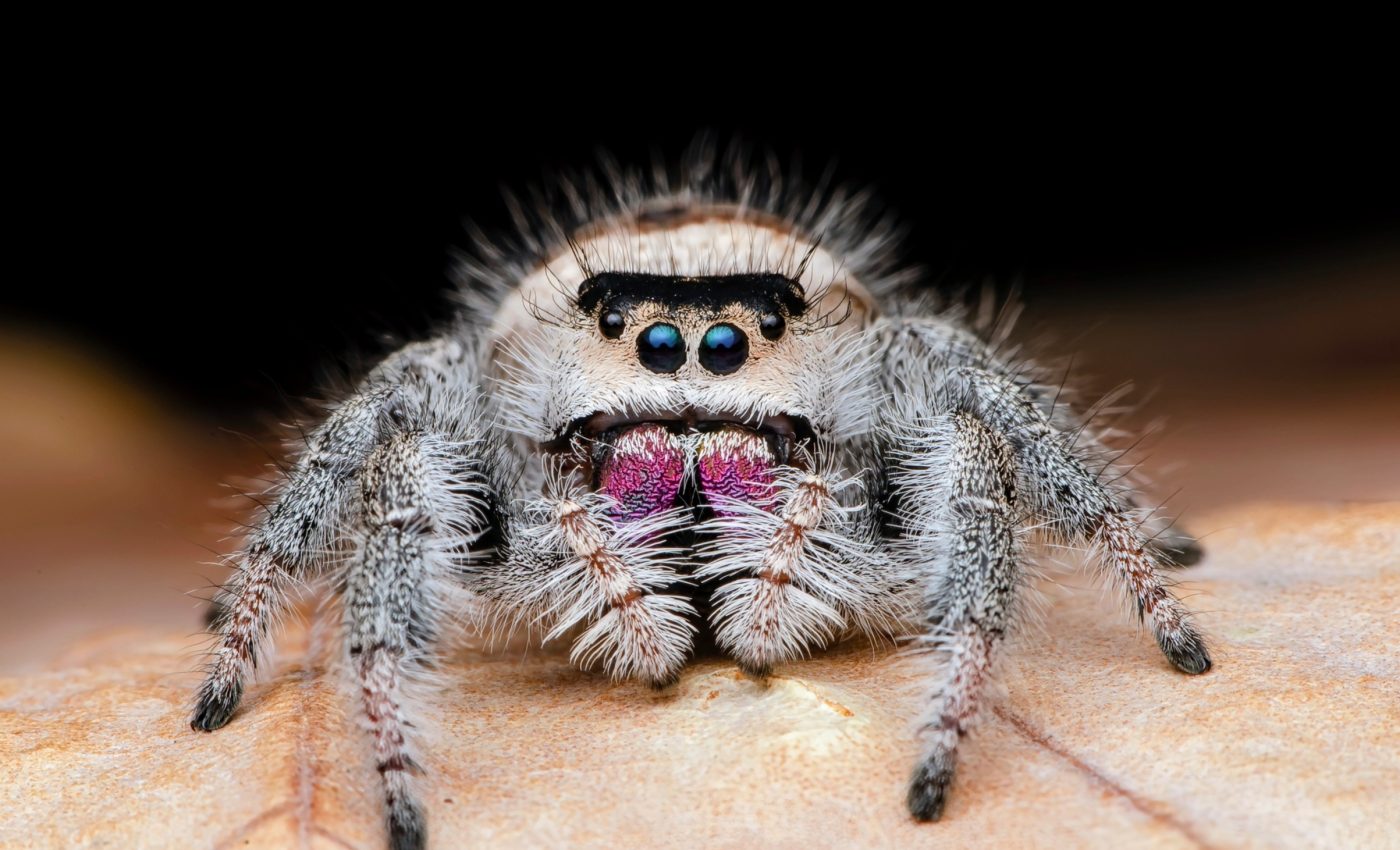 Spider Venom Types Insect Bite Identification – Pictures : Medical