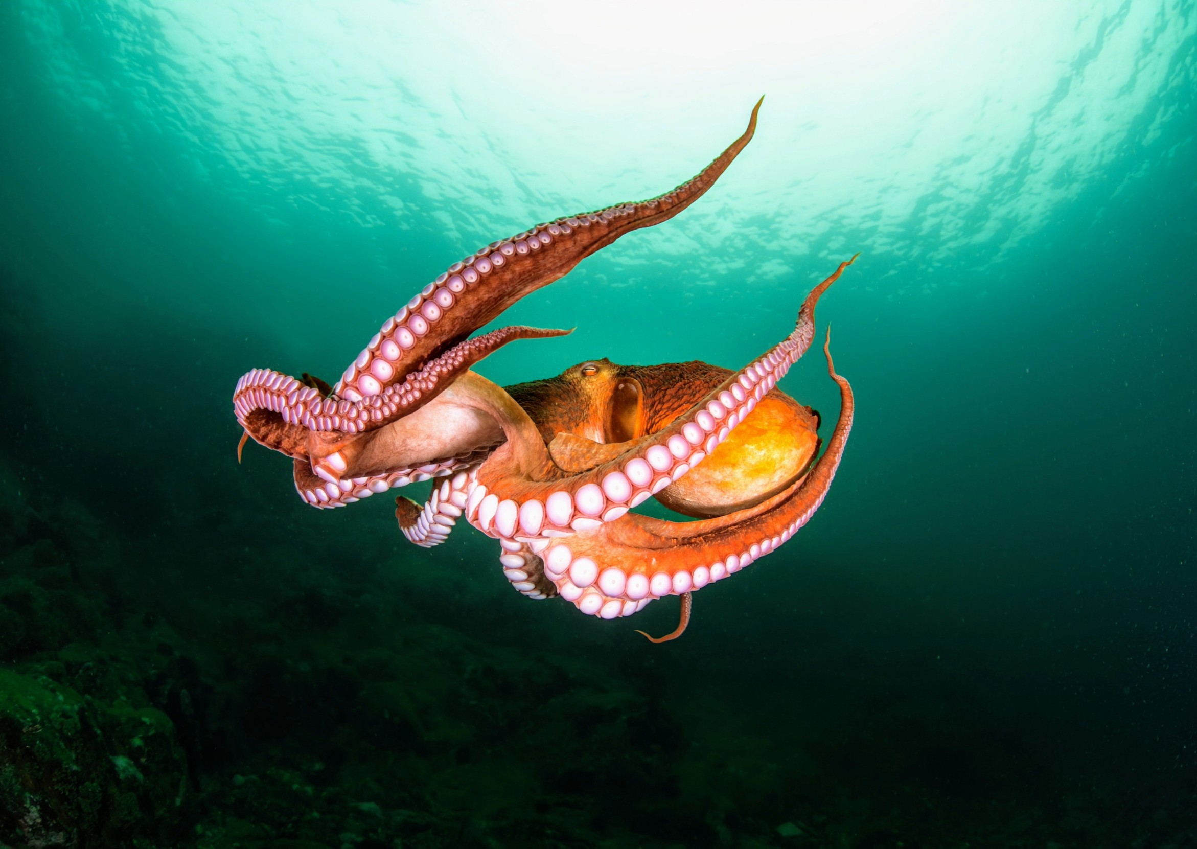 World Octopus Day: The intelligent creatures of the sea - Earth.com