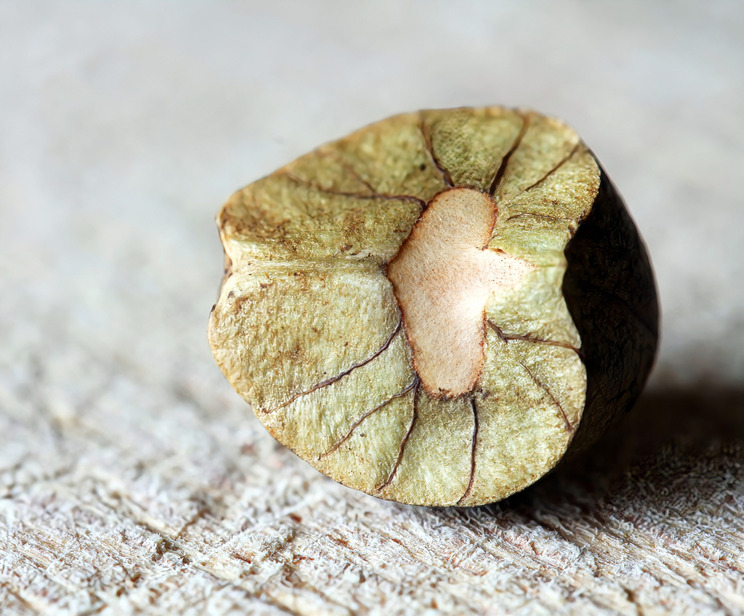 What makes Mexican jumping beans jump? - Earth.com