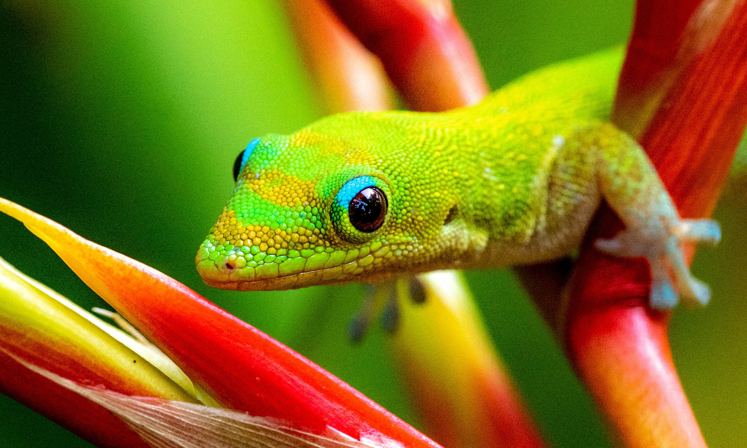 Geckos have a hidden "sixth sense" that's upending biology - Earth.com