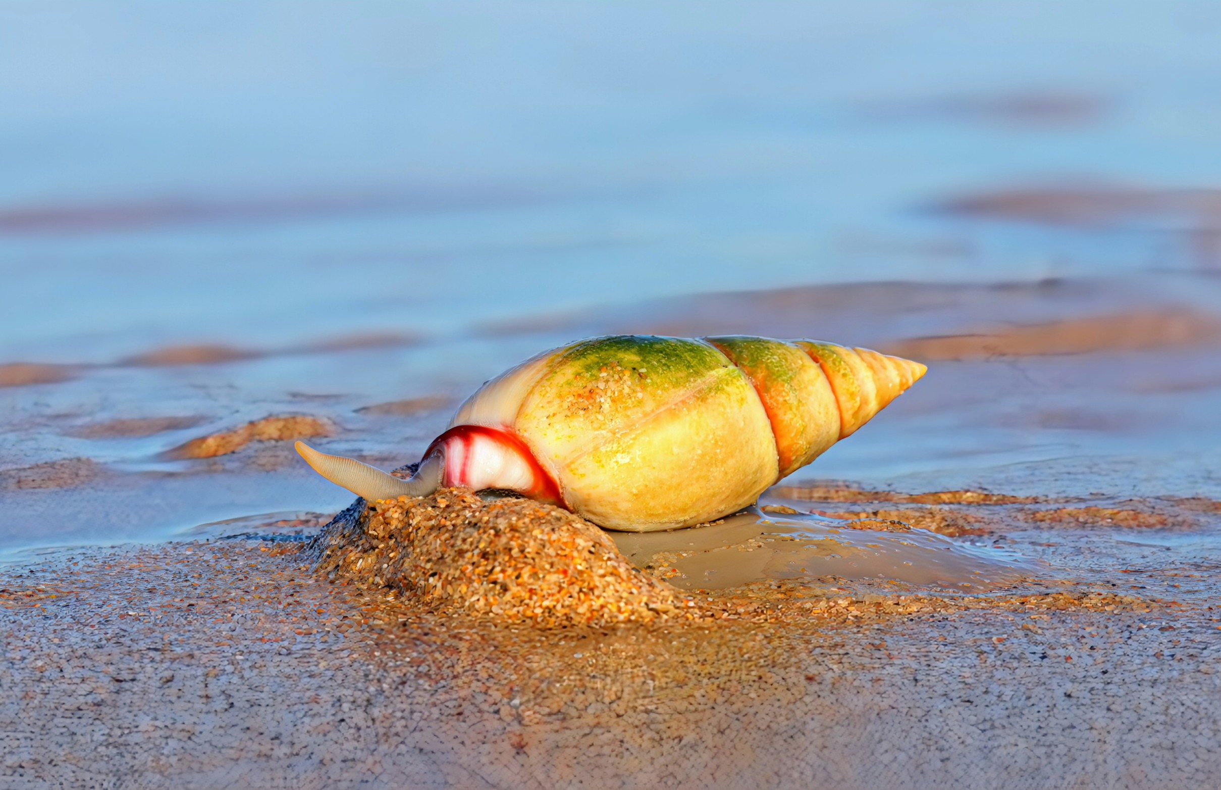 Snails defy death and revive through evolution - Earth.com