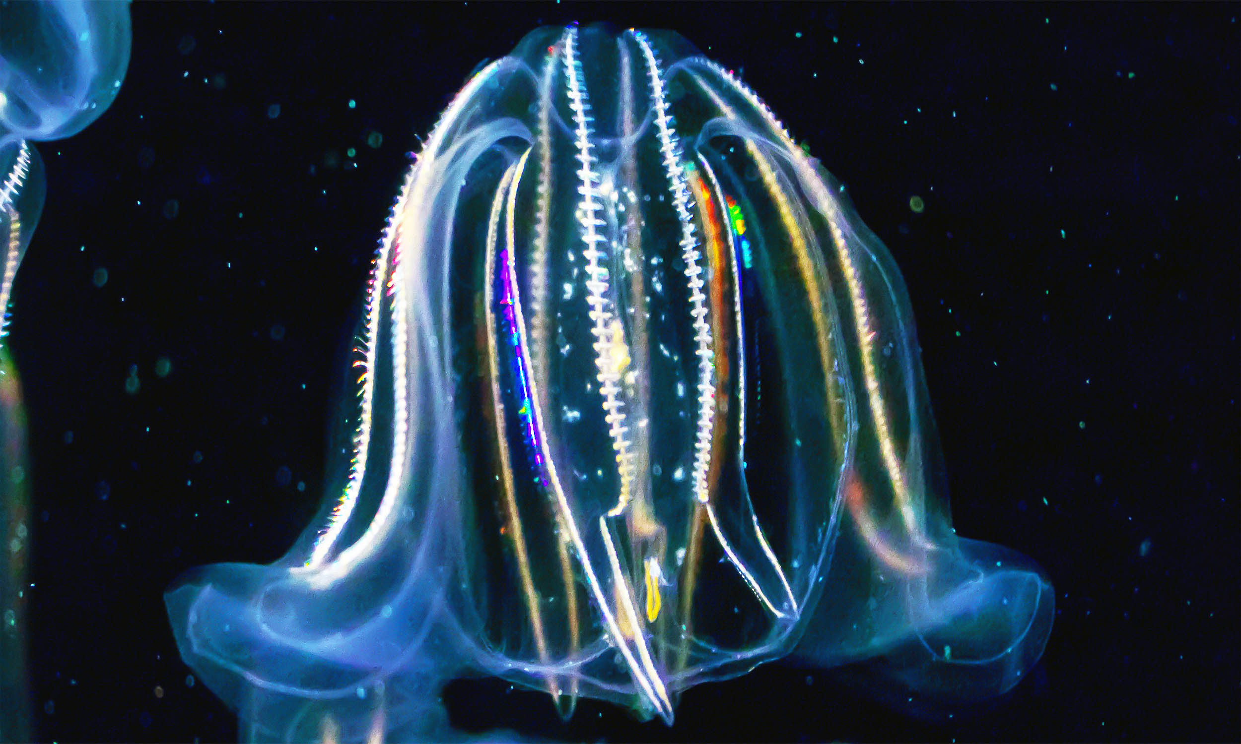 Comb jellies can age in reverse and may hold secrets to immortality ...