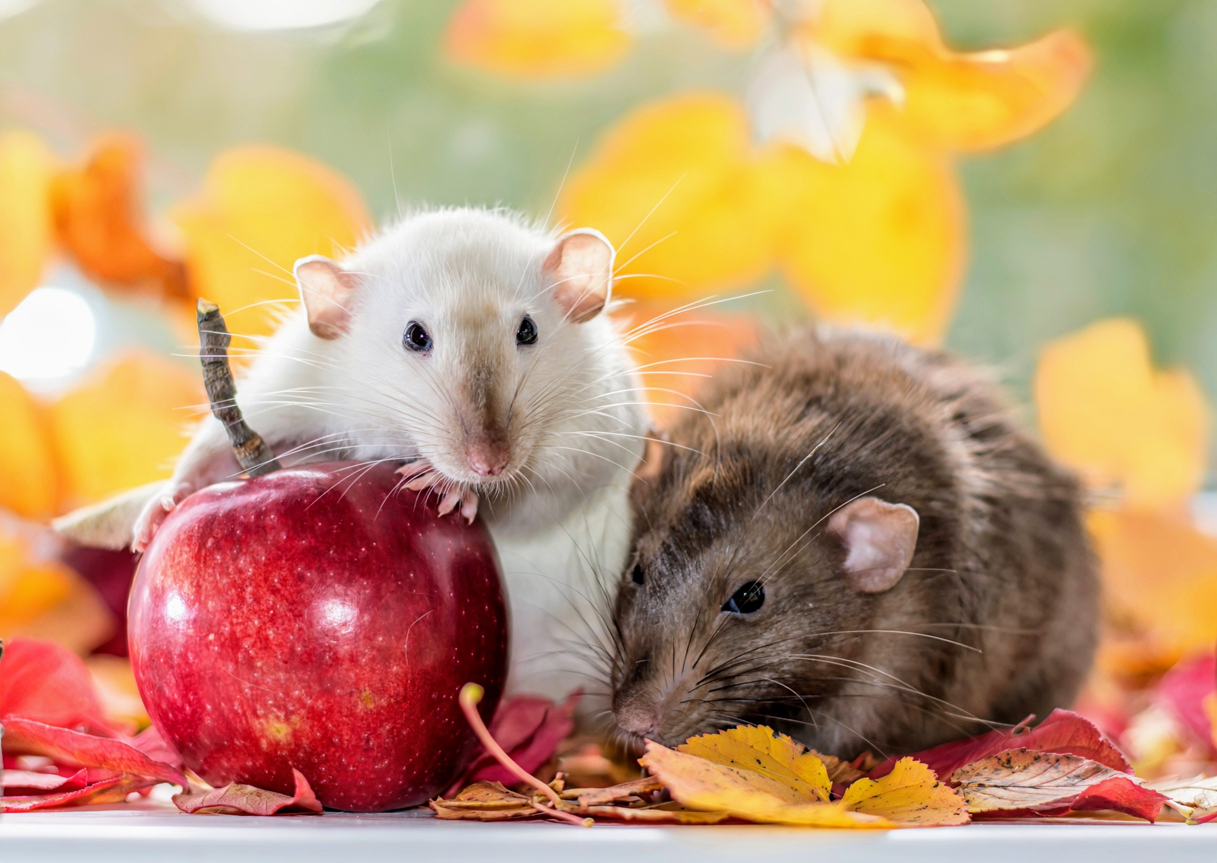 Rats have a very complex social life - Earth.com