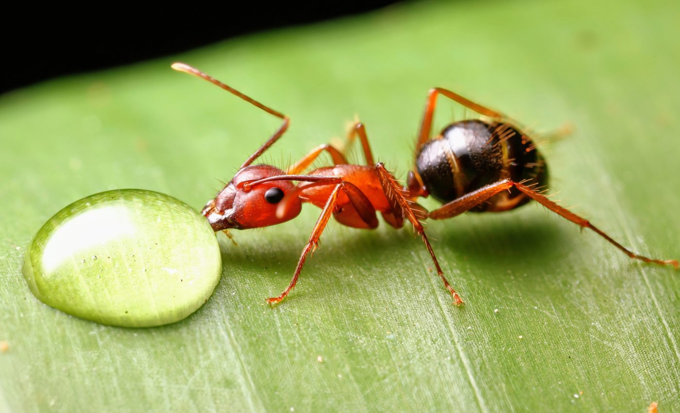 Ants Have Big Impact On Environment As Ecosystem
