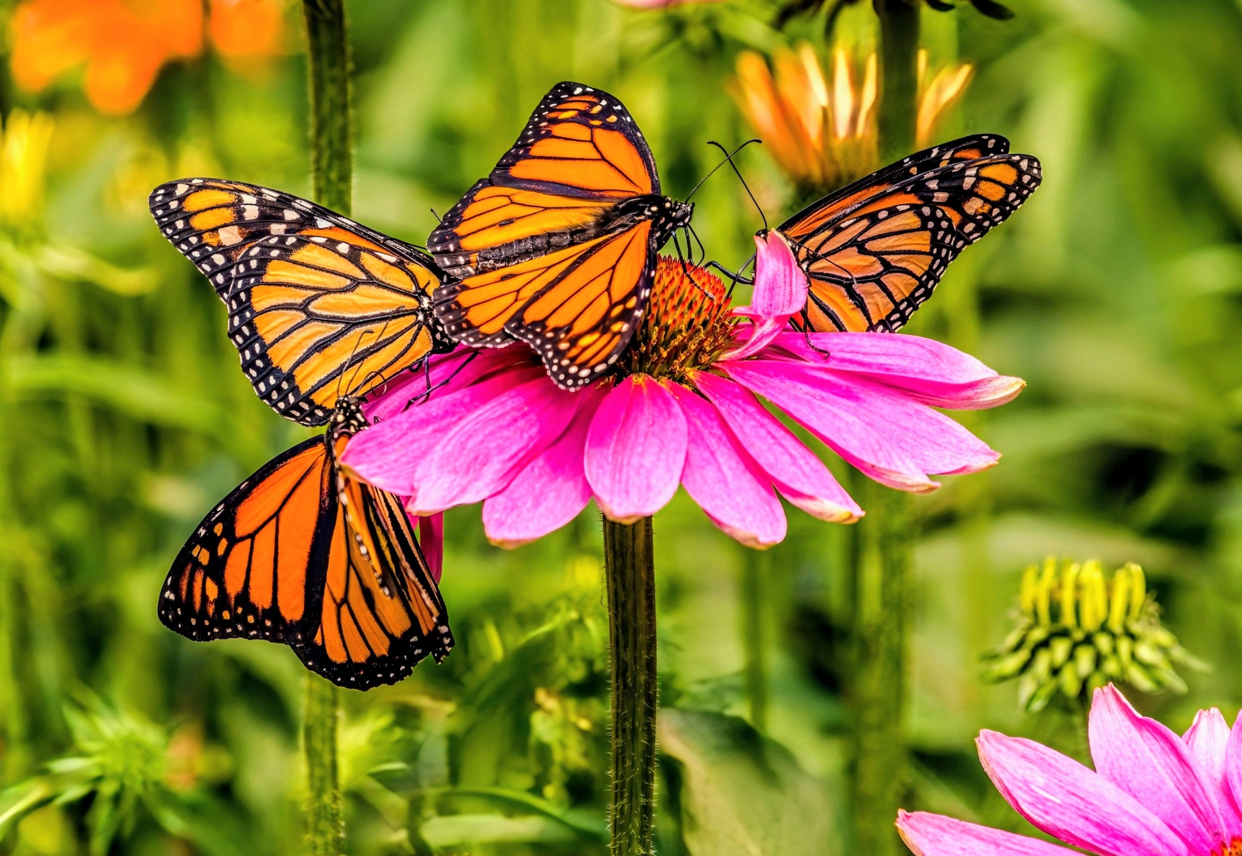 Why are monarch butterflies vanishing in the winter? - Earth.com