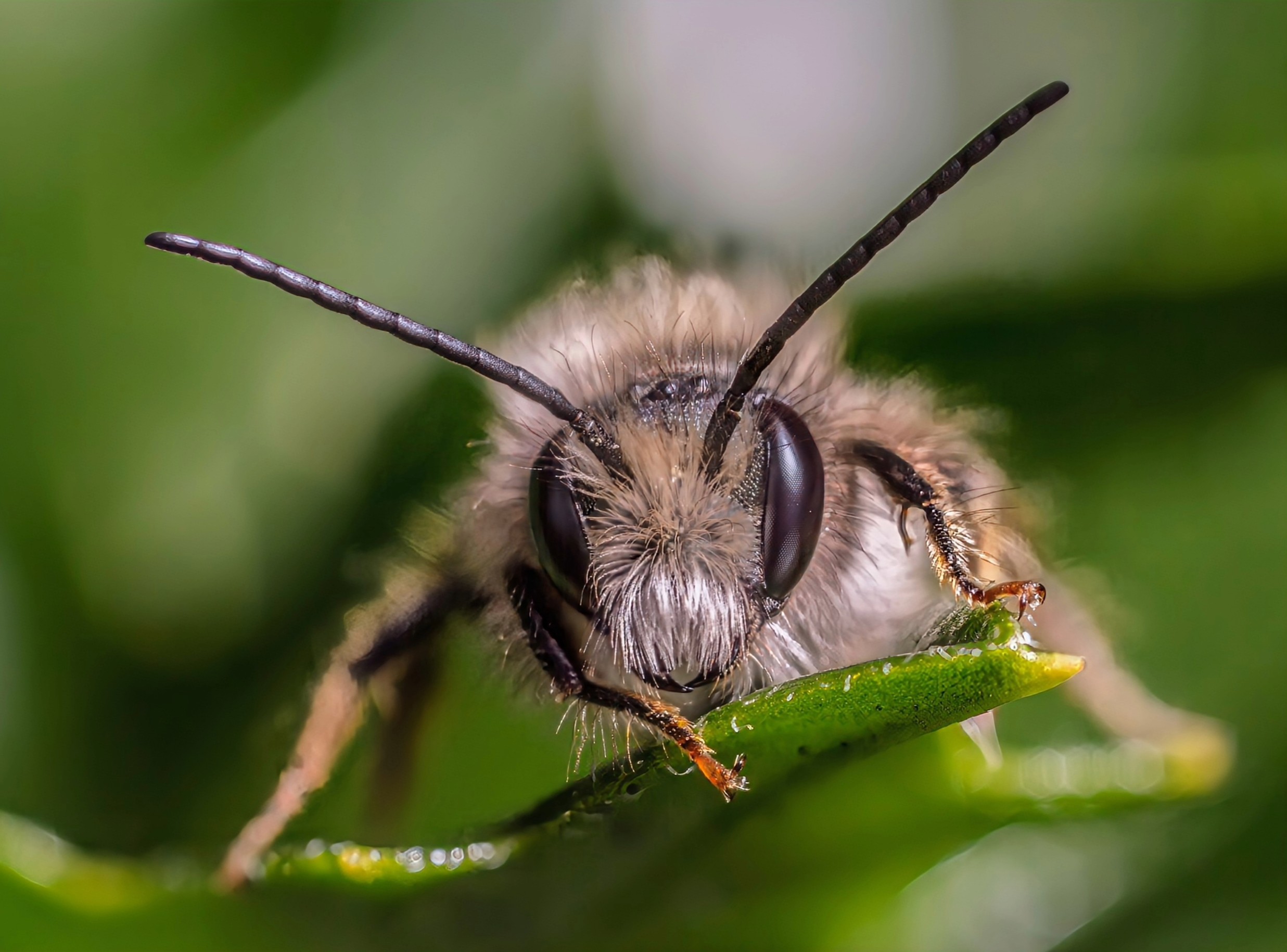 Bees are the latest victims of plastic pollution - Earth.com