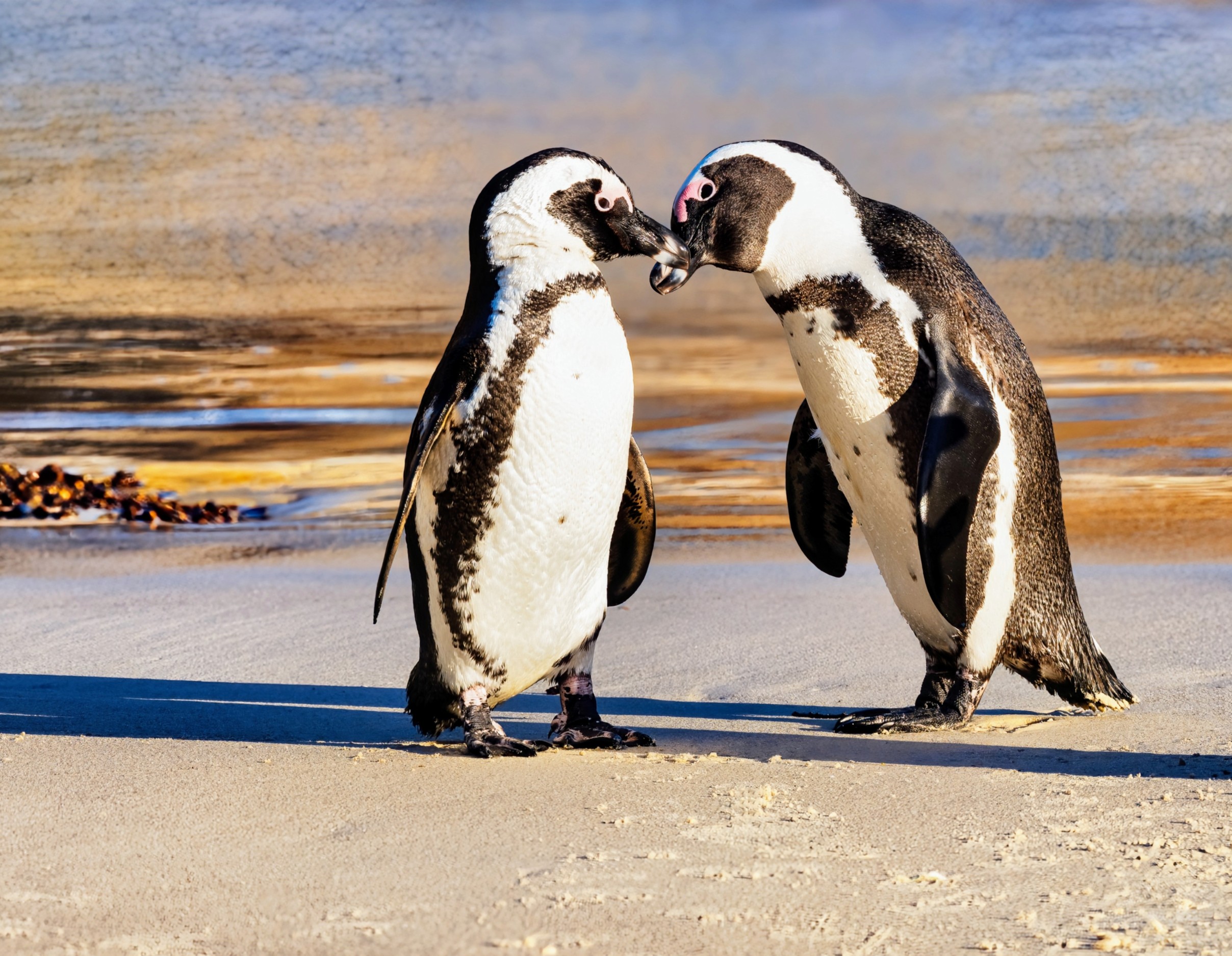 Can artificial nests help save African penguins? - Earth.com