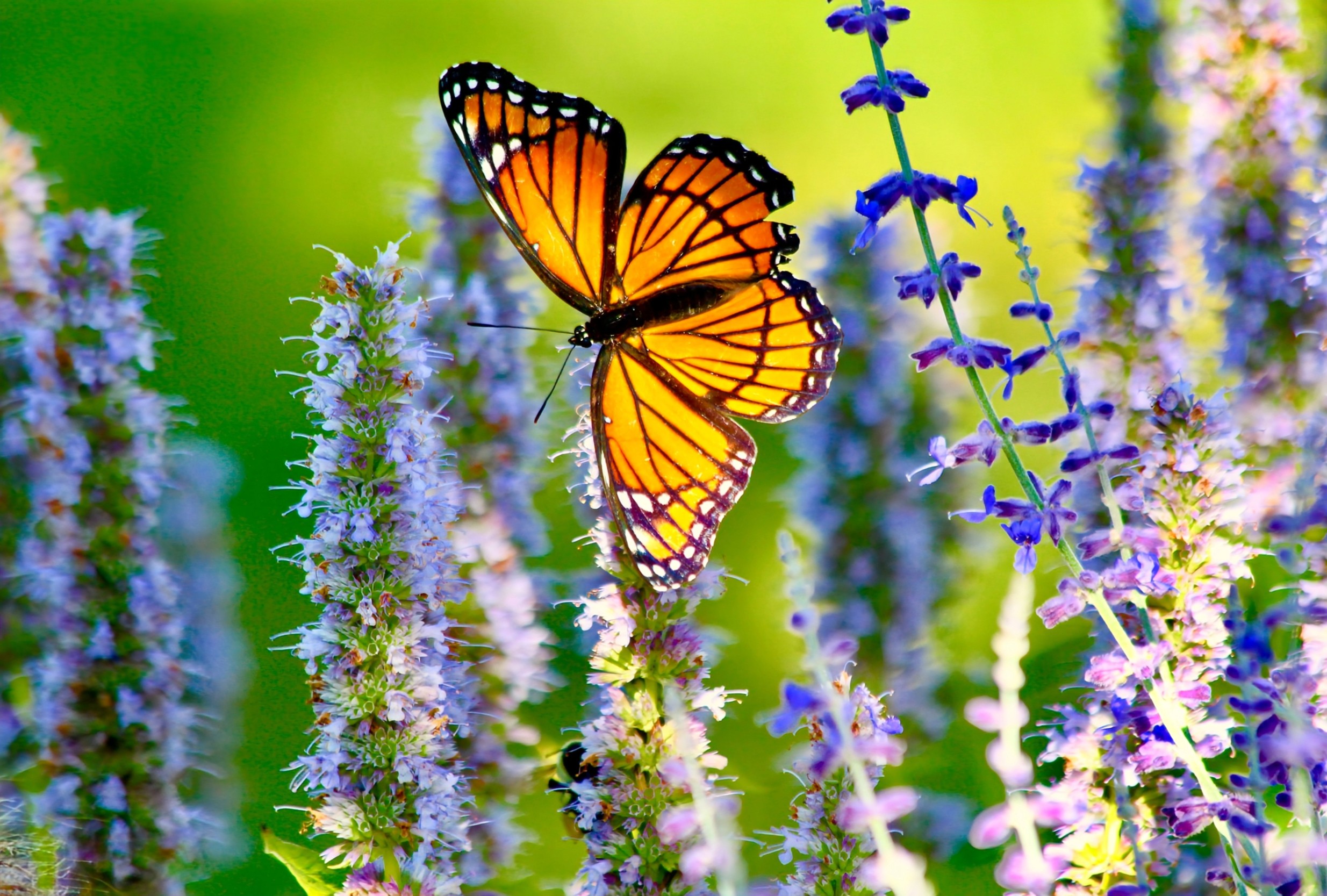 Creating new forests to assist monarch butterfly migration - Earth.com