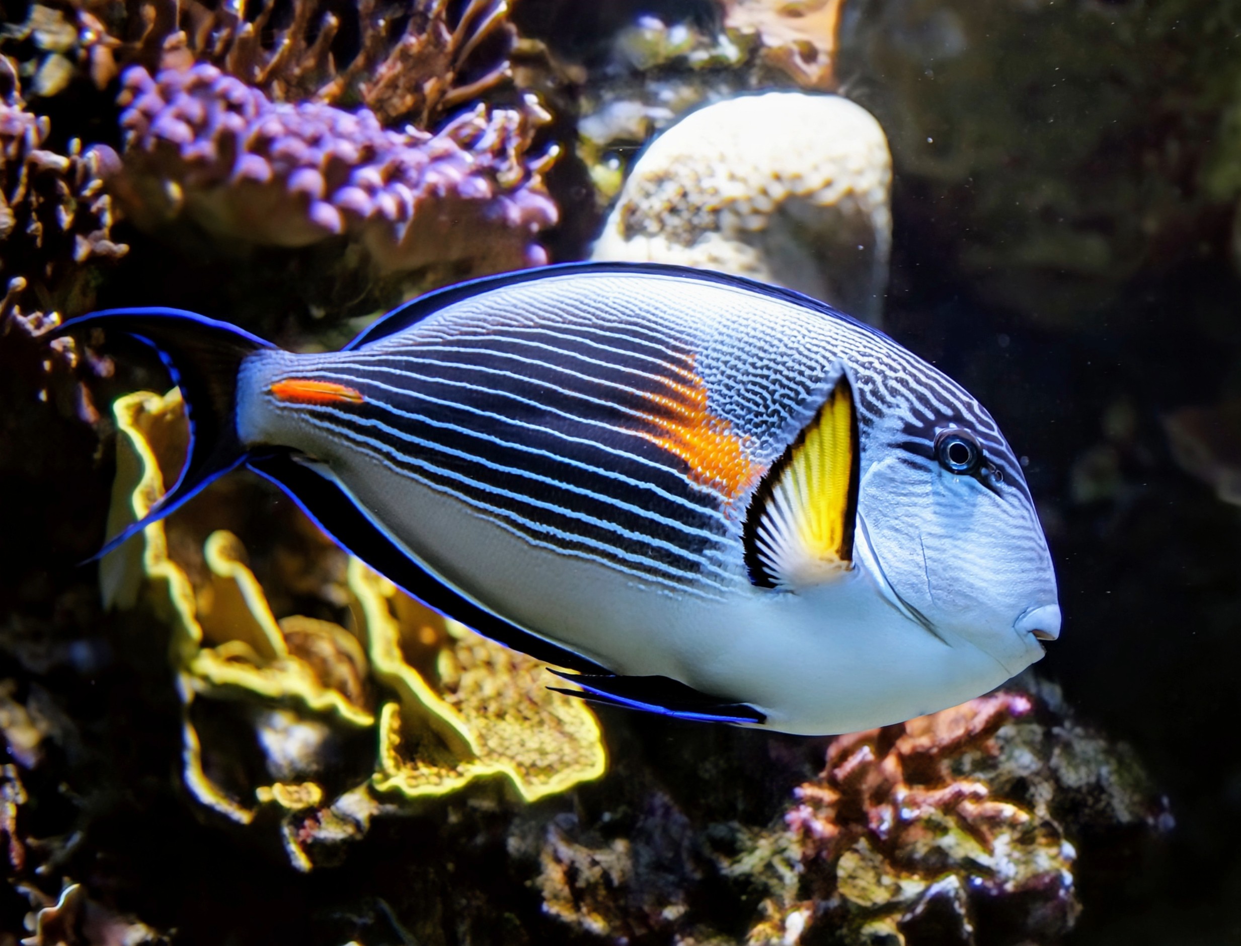 Reef fish populations are boosted by ocean connectivity - Earth.com