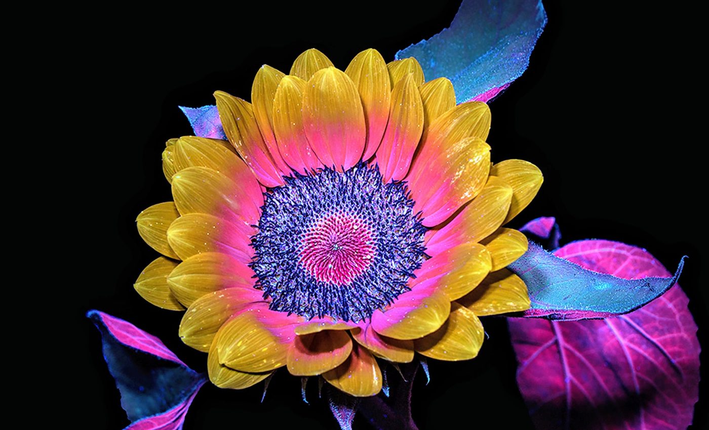 How Birds See Flowers