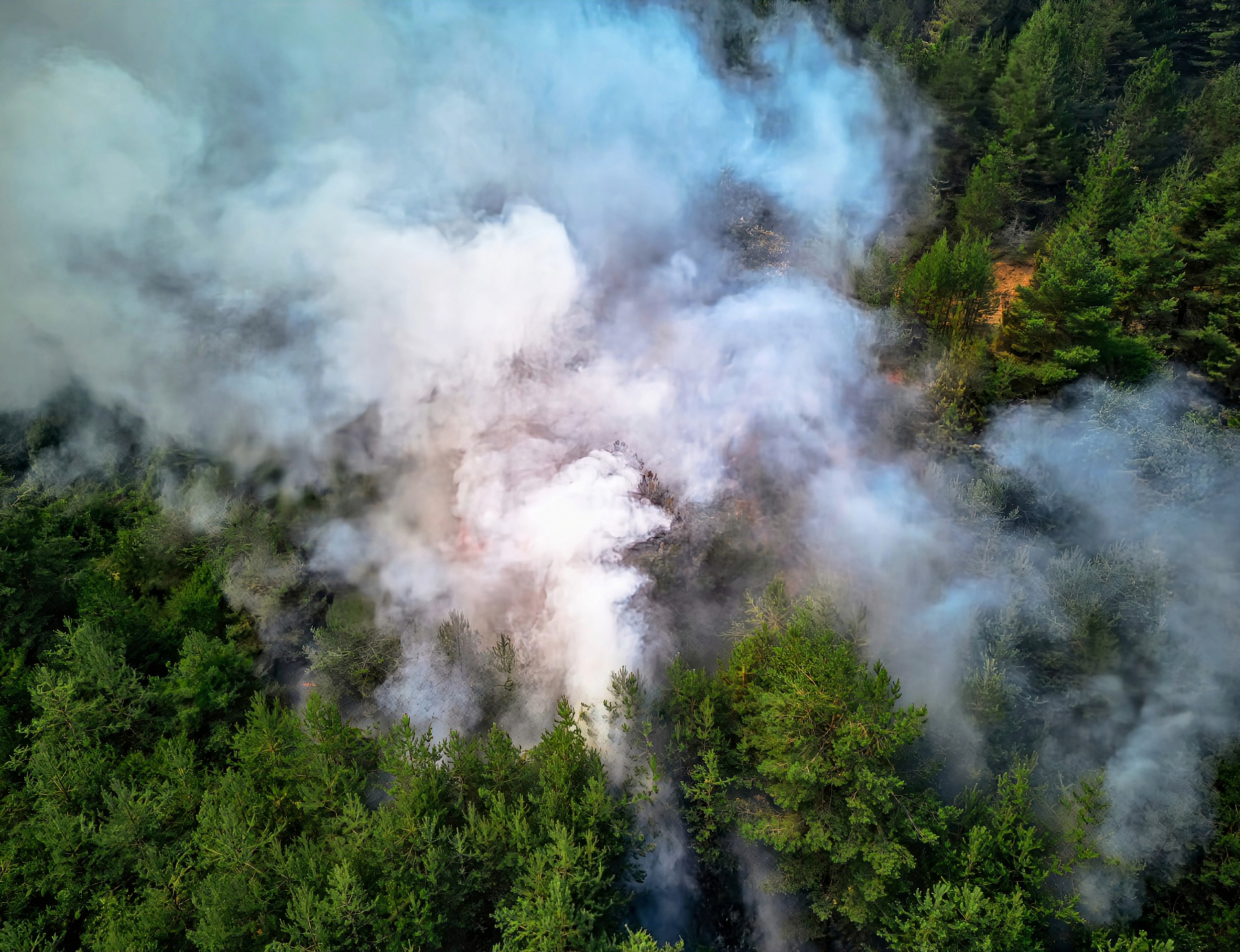 Global CO2 emissions from forest fires have surged by 60 percent ...