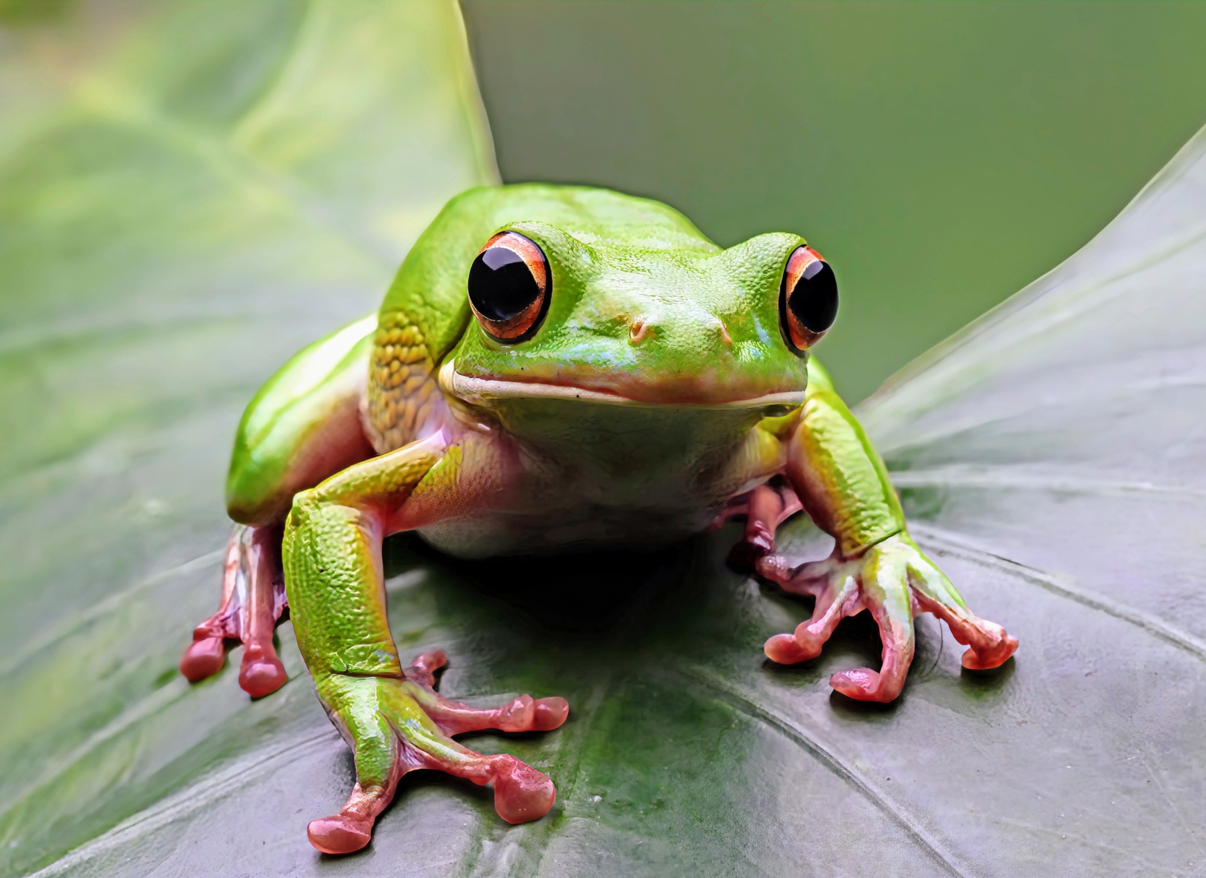Frogs and toads face new risks as their habitats dry up - Earth.com