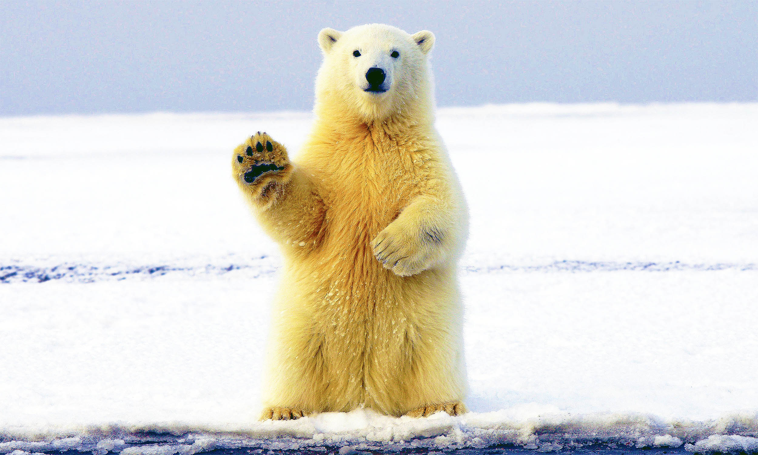 Polar bears are suffering from painful "ice balls" on their feet ...