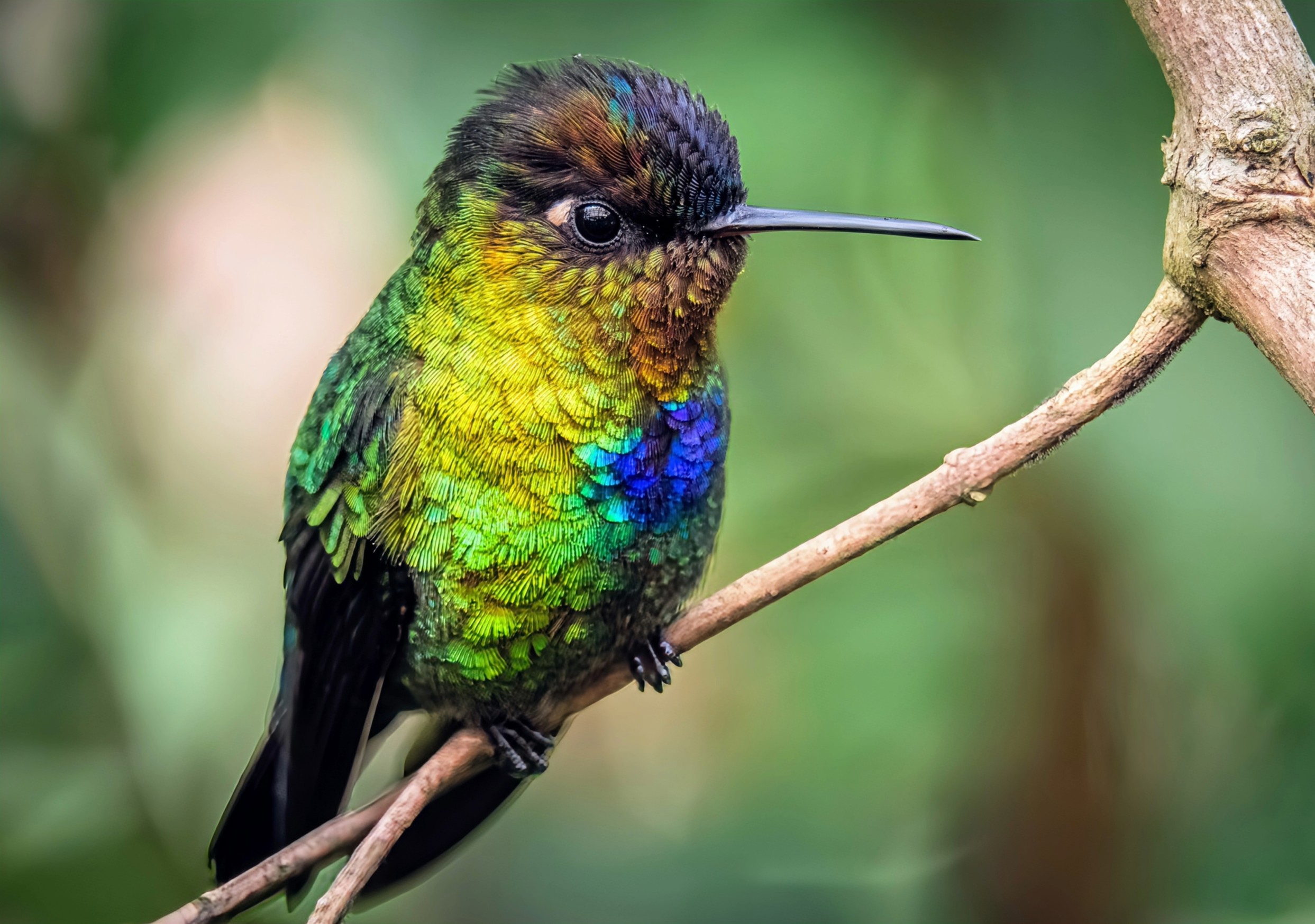 Hundreds of bird species face extinction risks in the Neotropics ...