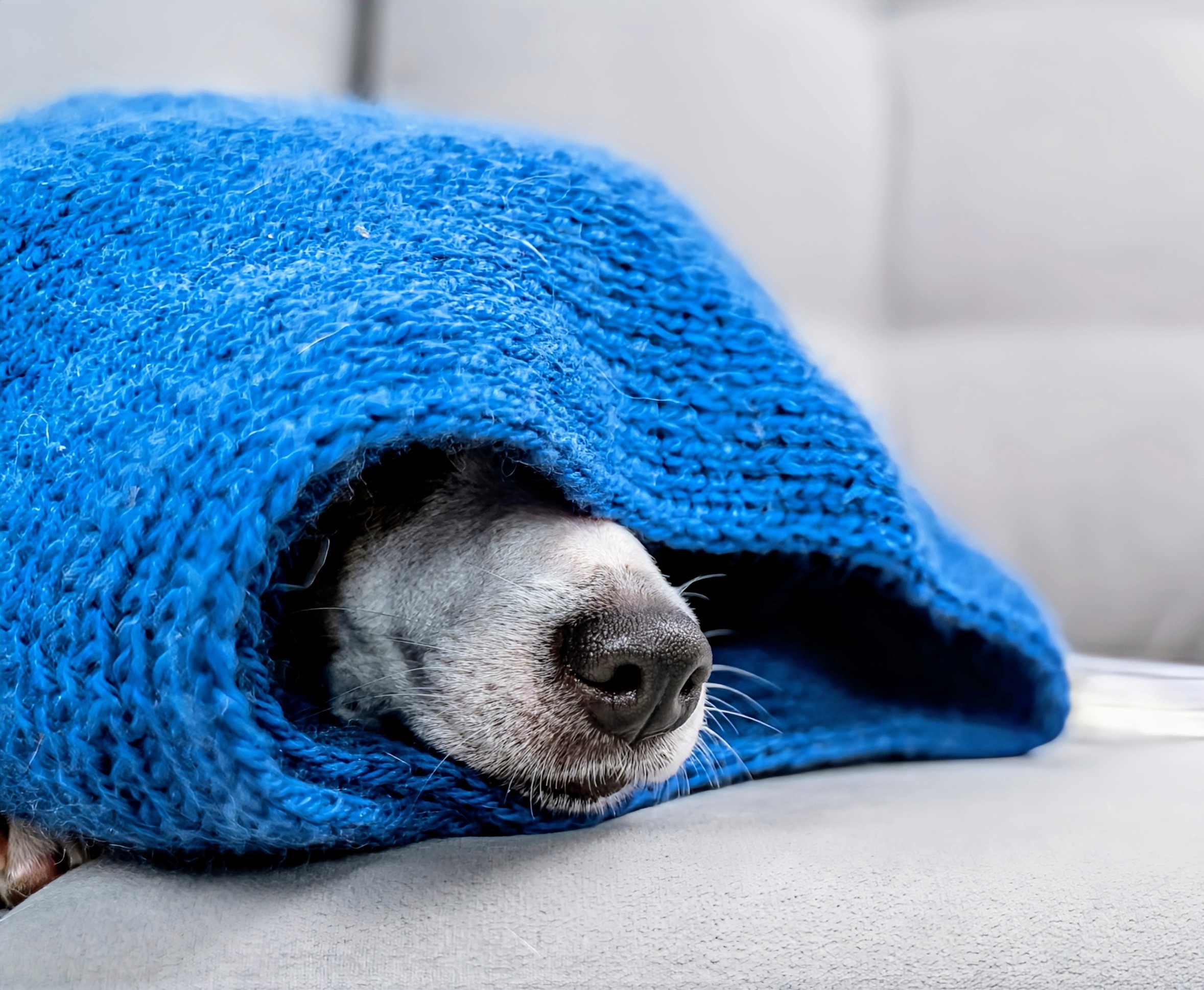 How did dog noses get their unique patterns? - Earth.com