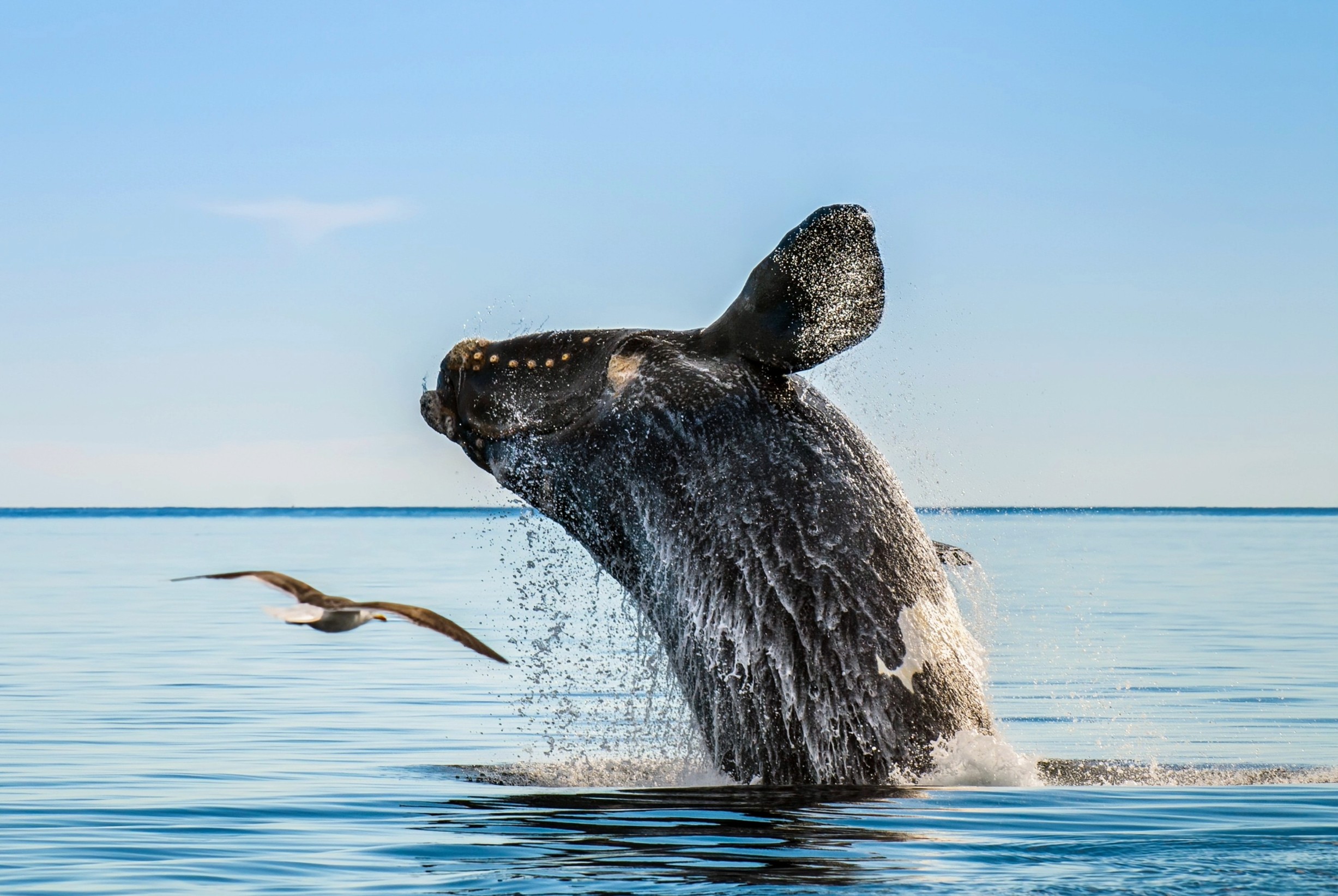 Can we stop the extinction of North Atlantic right whales? - Earth.com