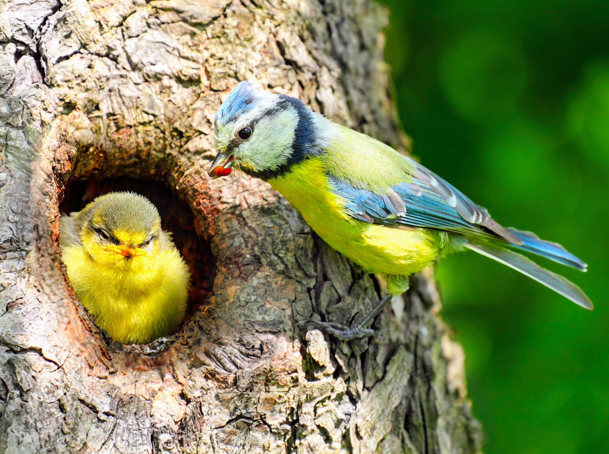 Female birds commit to caring for young; males abandon family life ...
