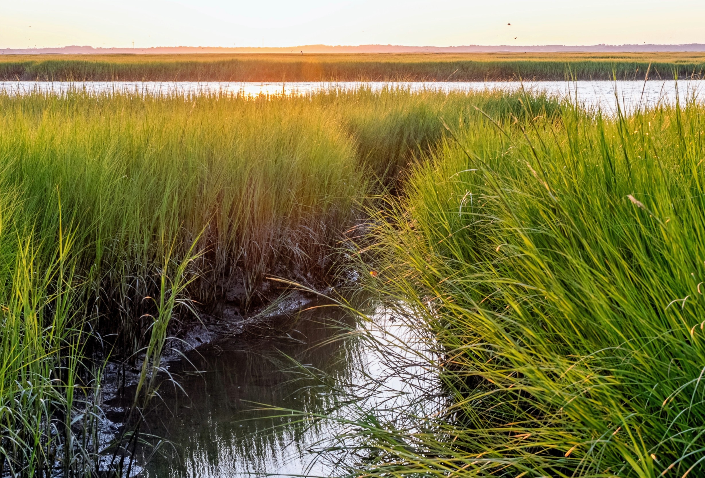 Salt marshes are enormously valuable for coastal protection - Earth.com