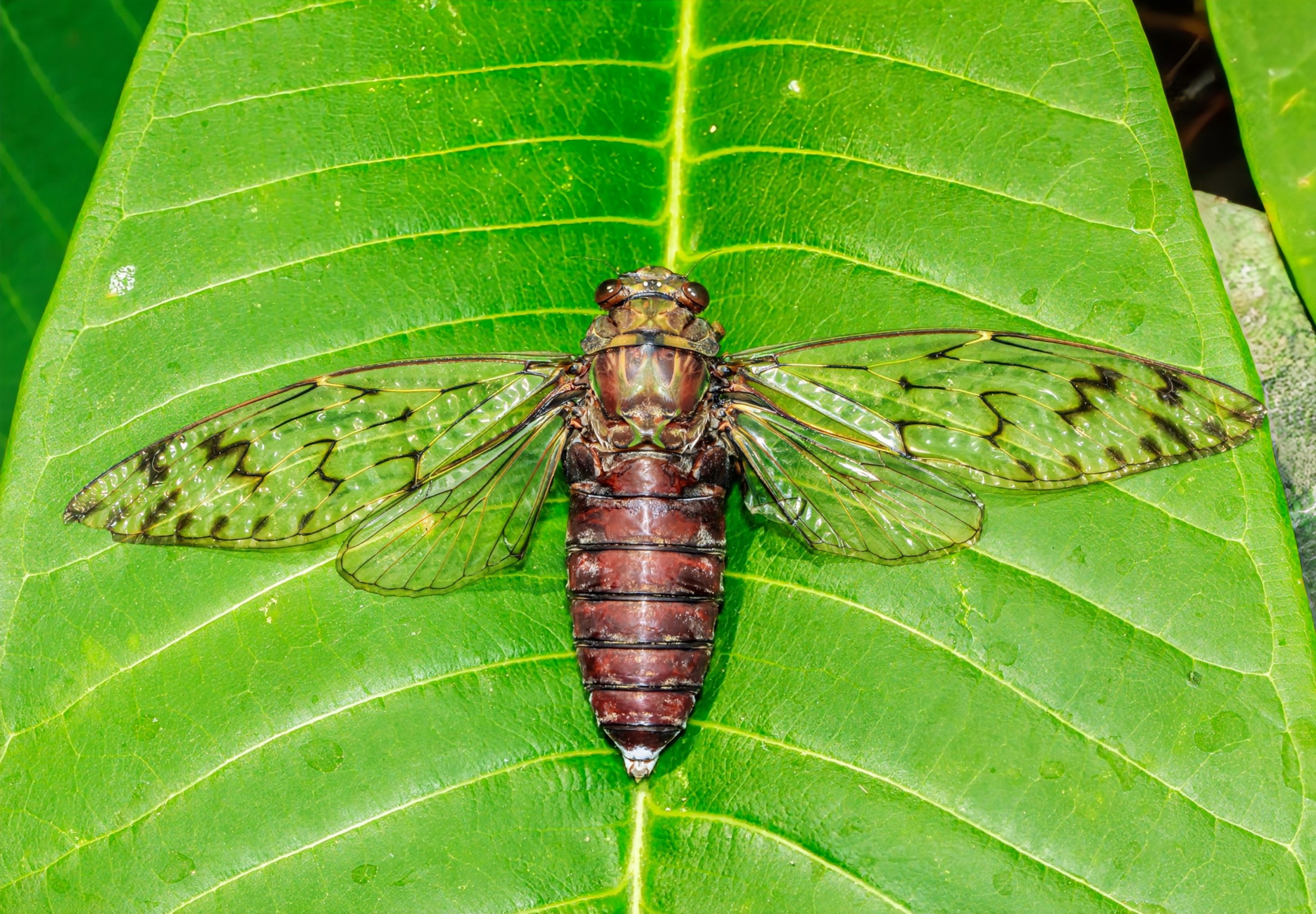 Cicadas grew 'super wings' to dodge ancient birds - Earth.com