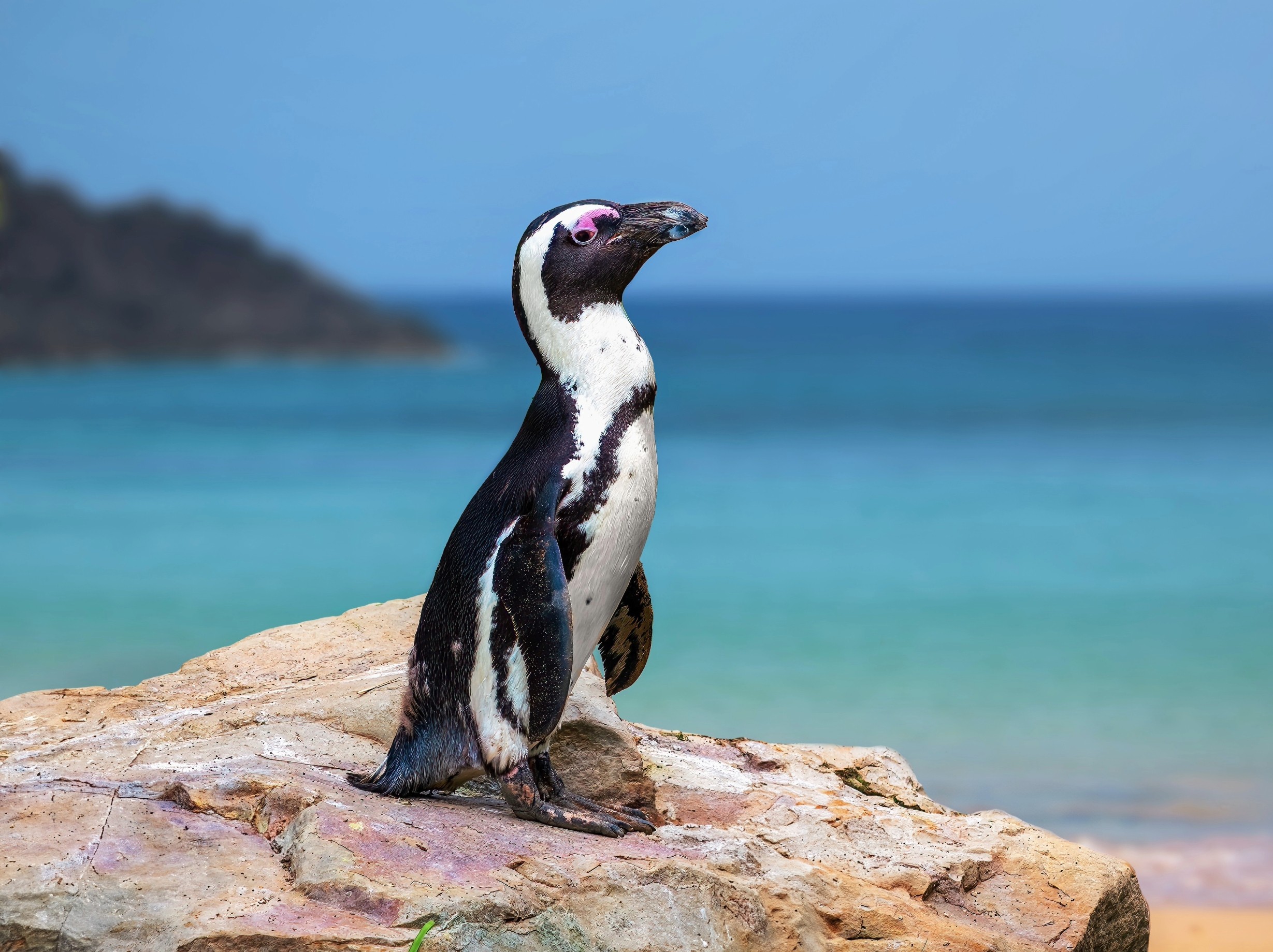 Penguin Food Source Graph