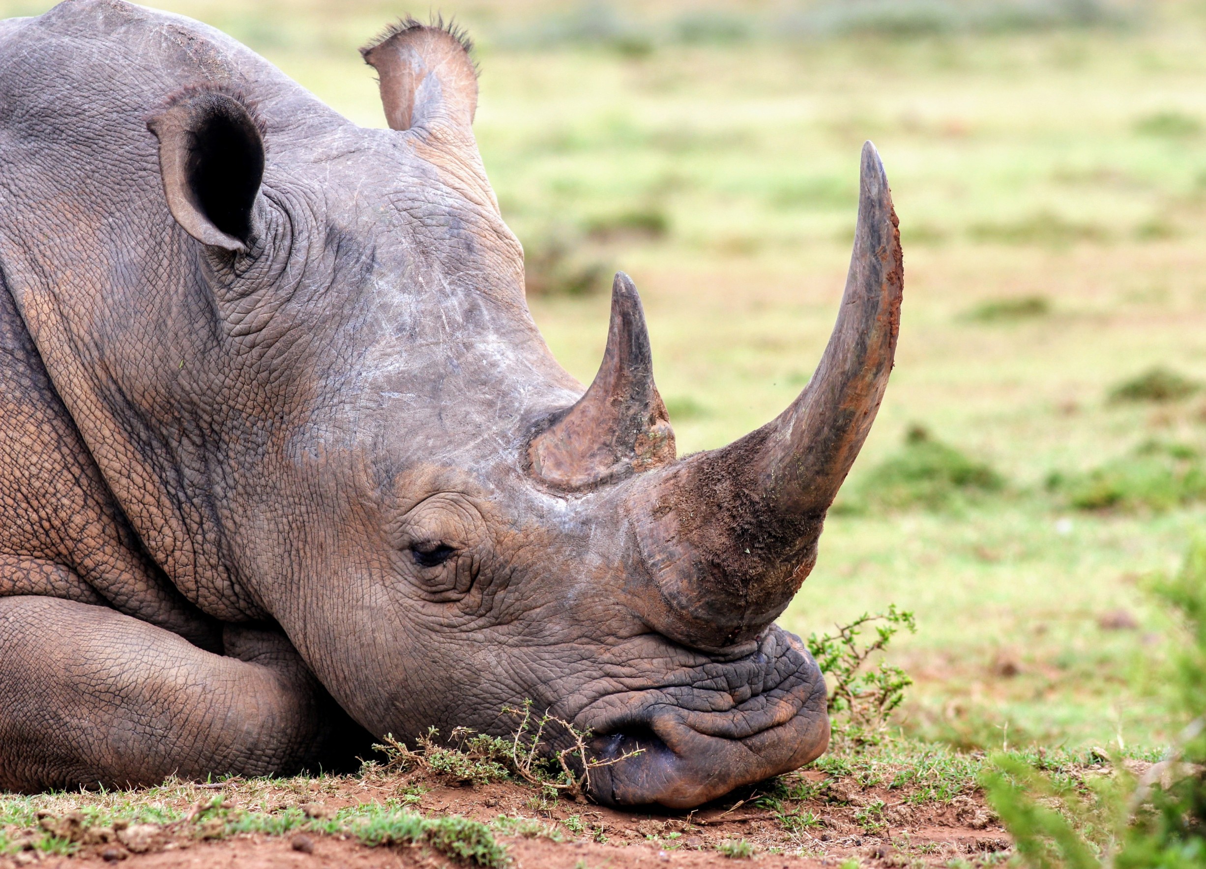 Rats can sniff out horns and tusks to combat wildlife trafficking ...