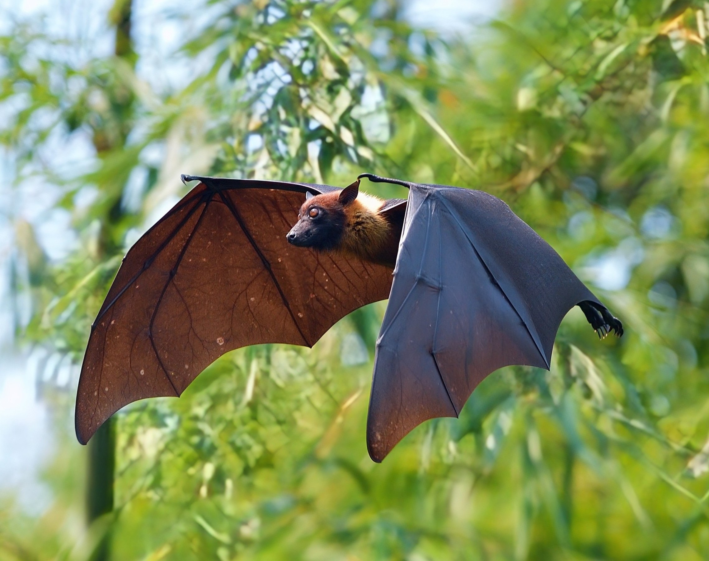 Bats have acoustic mental maps to navigate total darkness - Earth.com