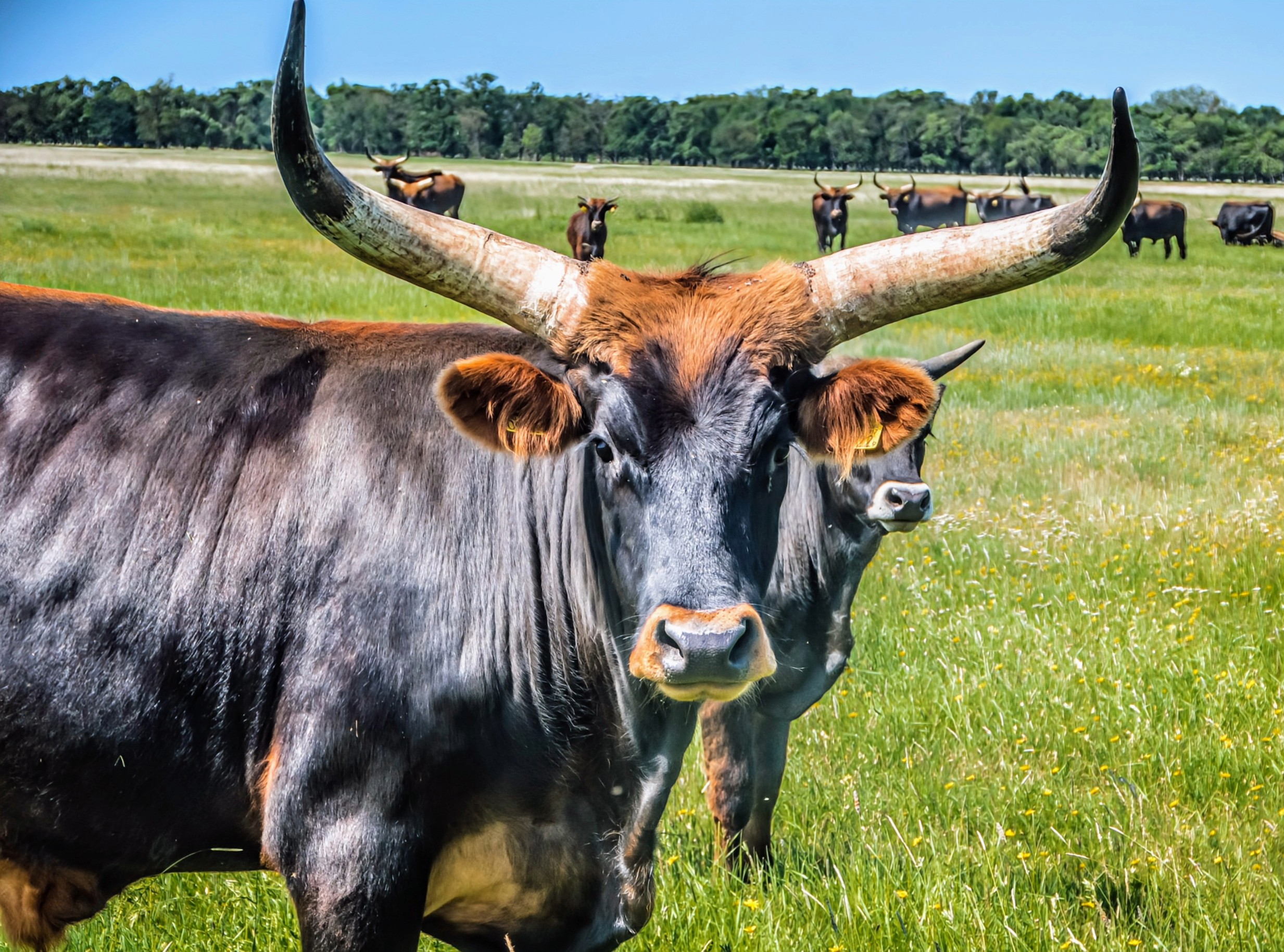 Prehistoric wild beast: How the climate shaped an iconic species ...