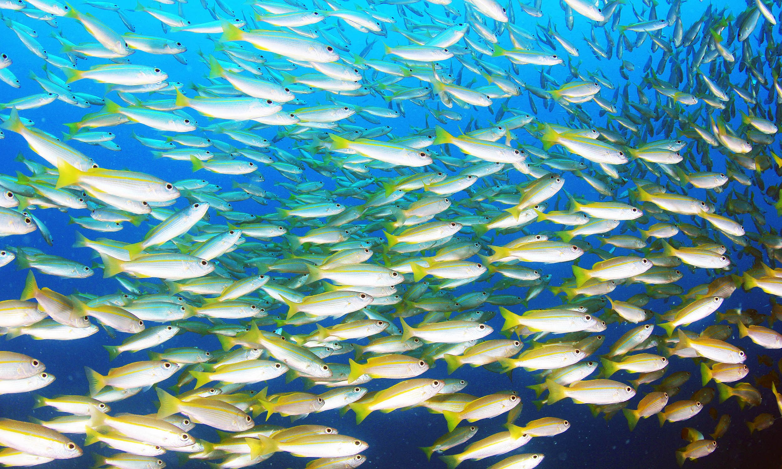 Largest predator-prey feast ever seen in the ocean was enormous - Earth.com