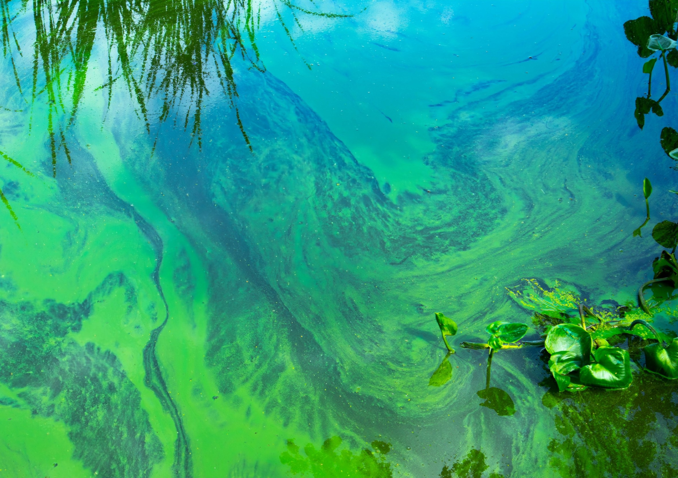 Can algae soak up loads of carbon to help save the planet? - Earth.com