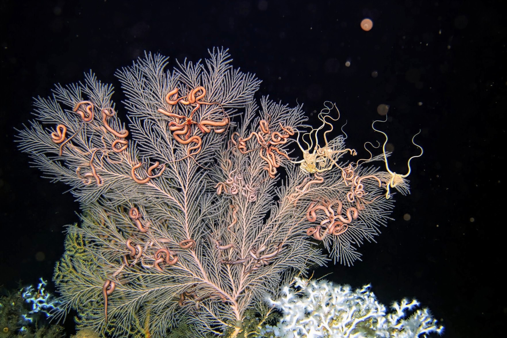 Highly unusual bacteria discovered in deep-sea corals - Earth.com