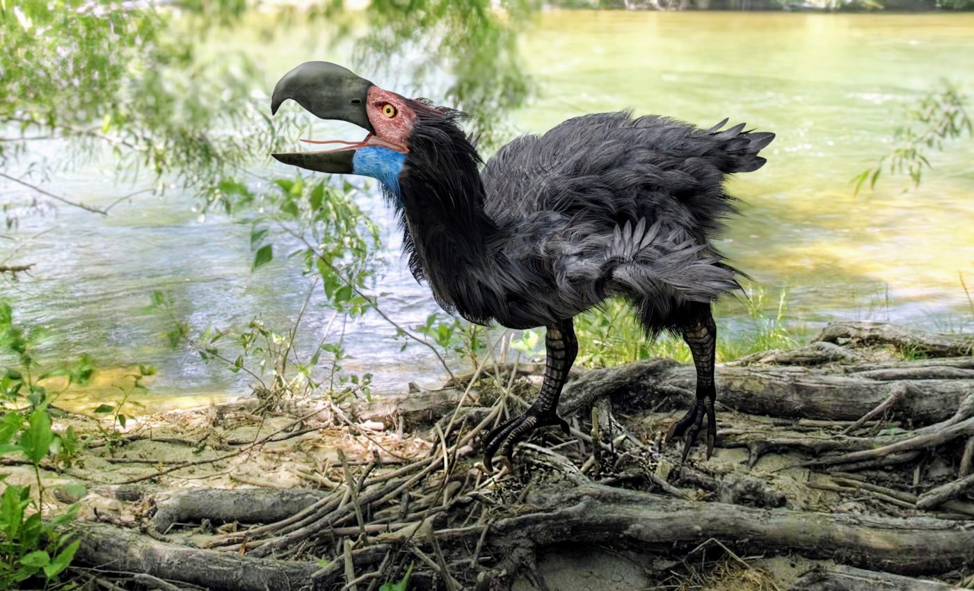 Prehistoric Park Terror Bird 34 Gastornis Royalty Free Images, Stock