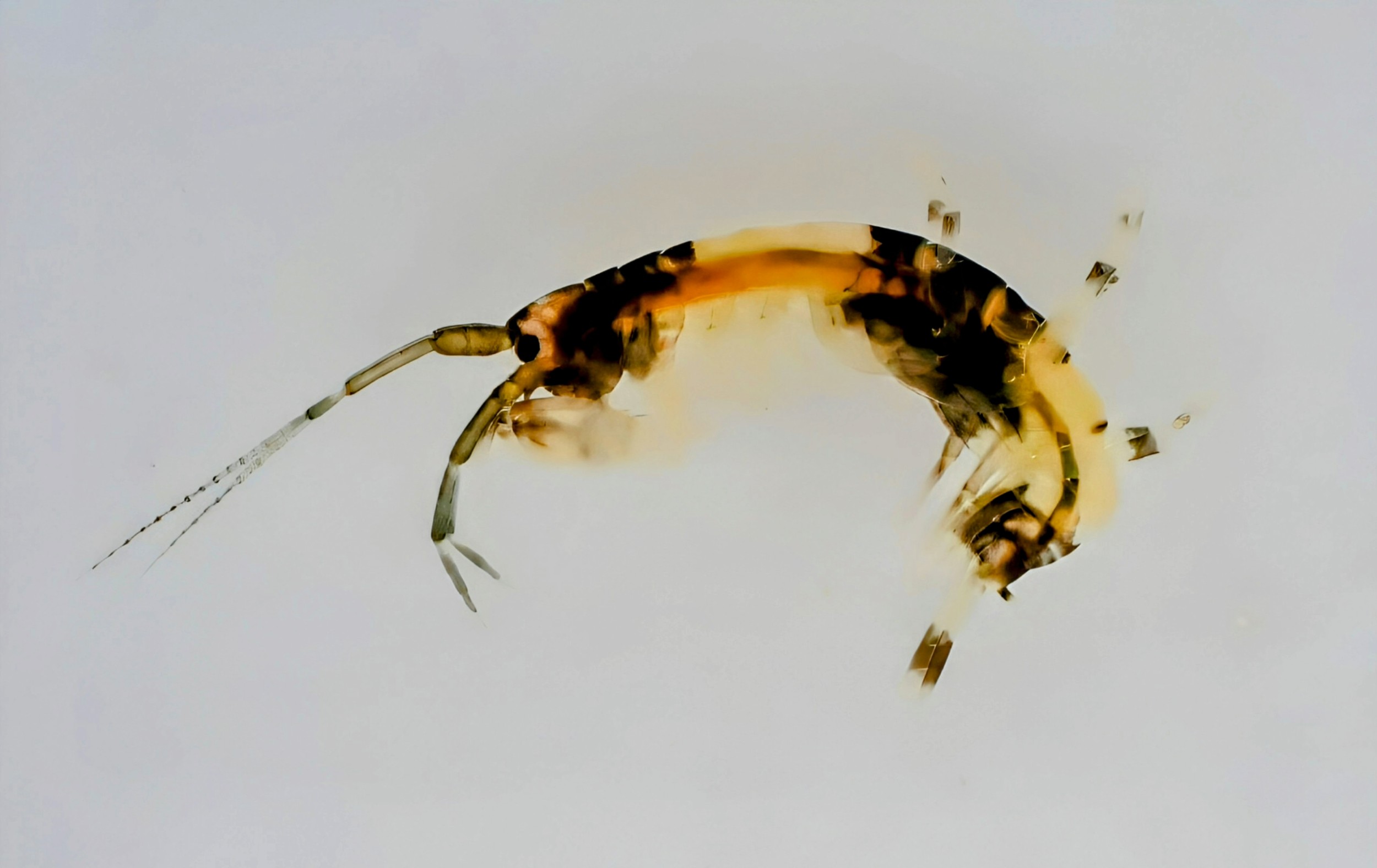 Meet Melita panda: The black-and-white crustacean shrimp - Earth.com