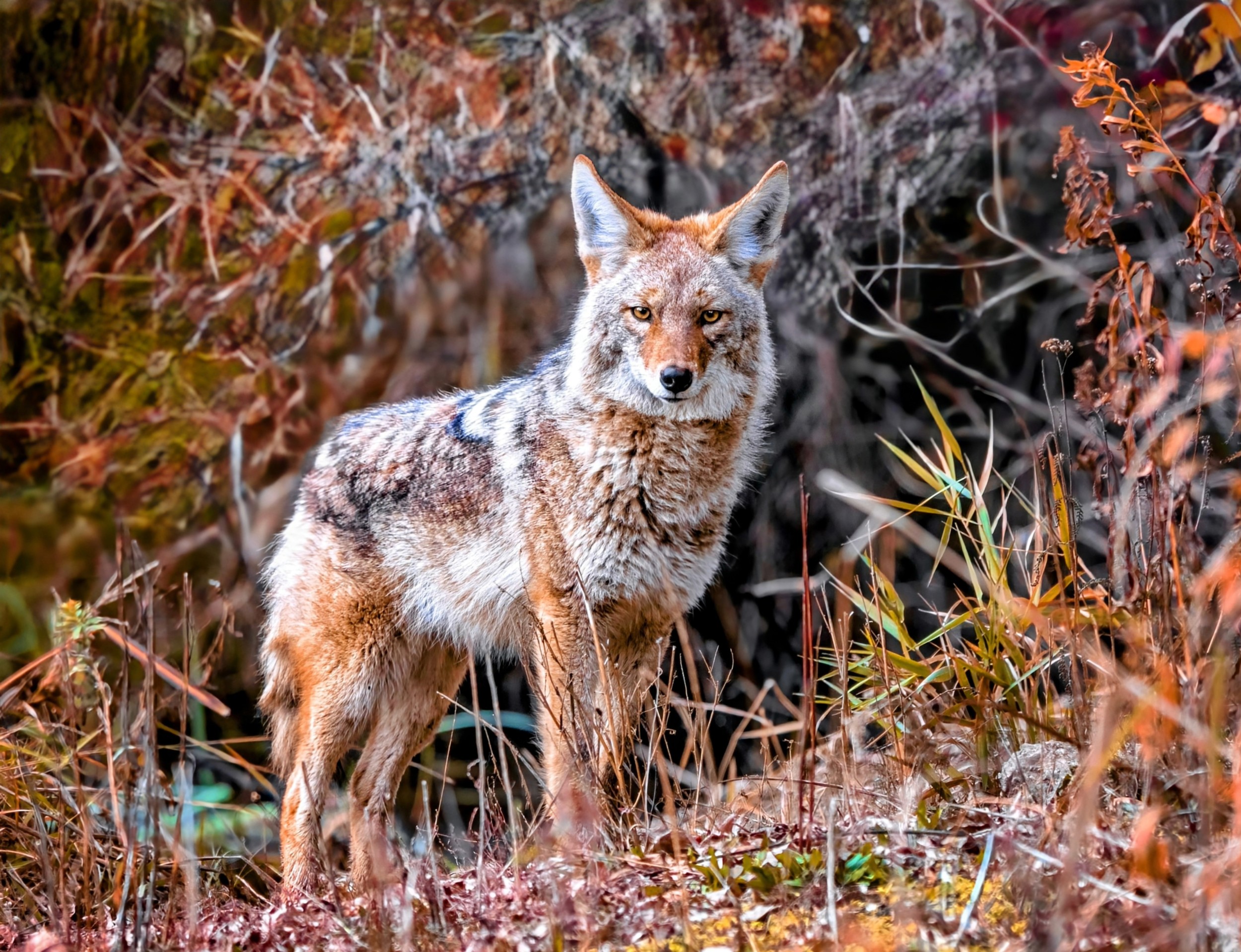 Hunting coyotes actually boosts their numbers - Earth.com