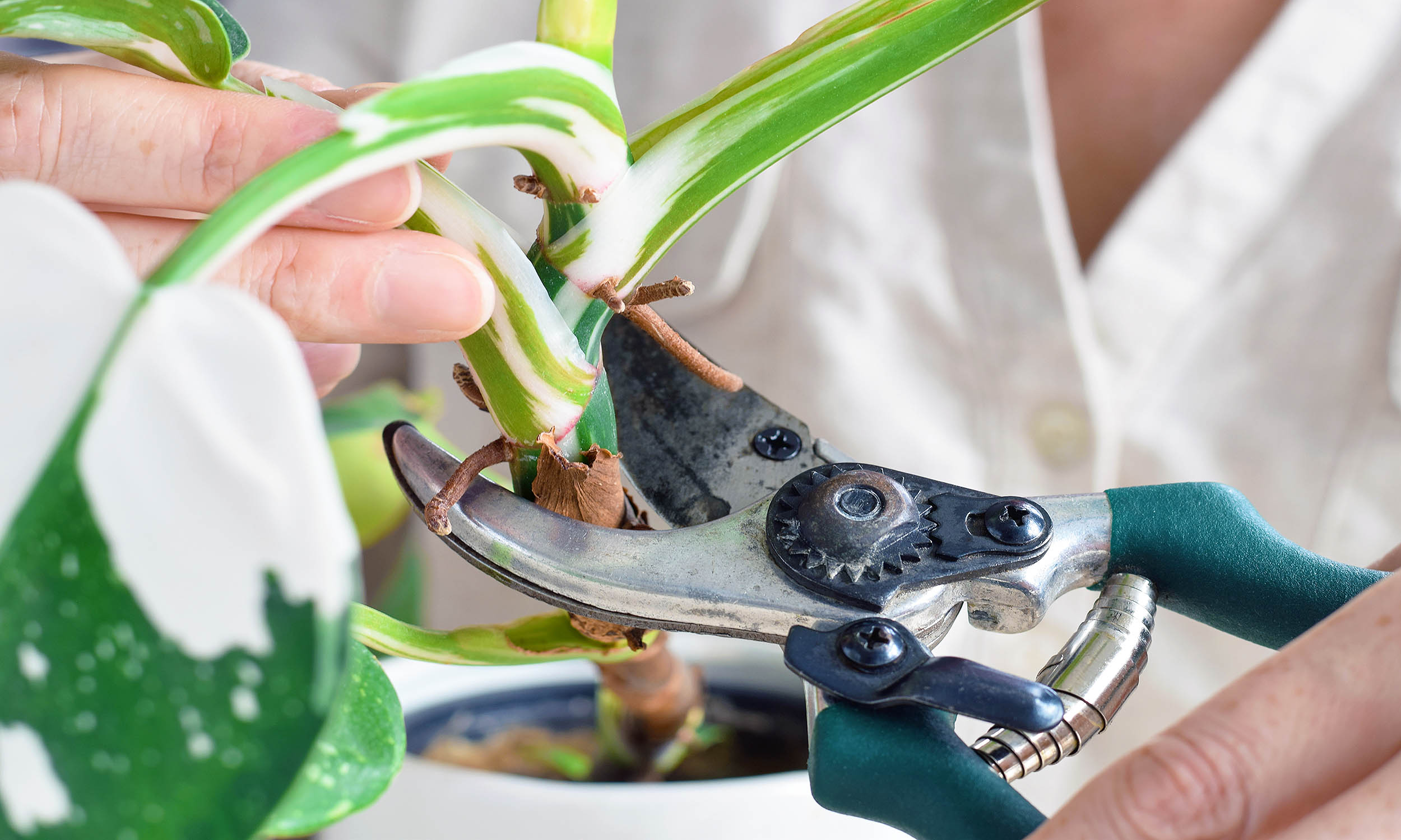 Plants heard making "screaming" sounds for the first time ever - Earth.com