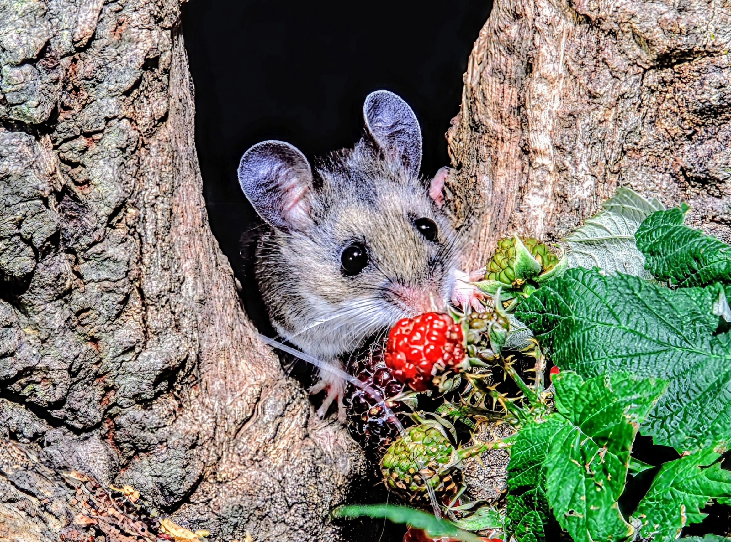 Deer mice shed light on adaptive evolution - Earth.com