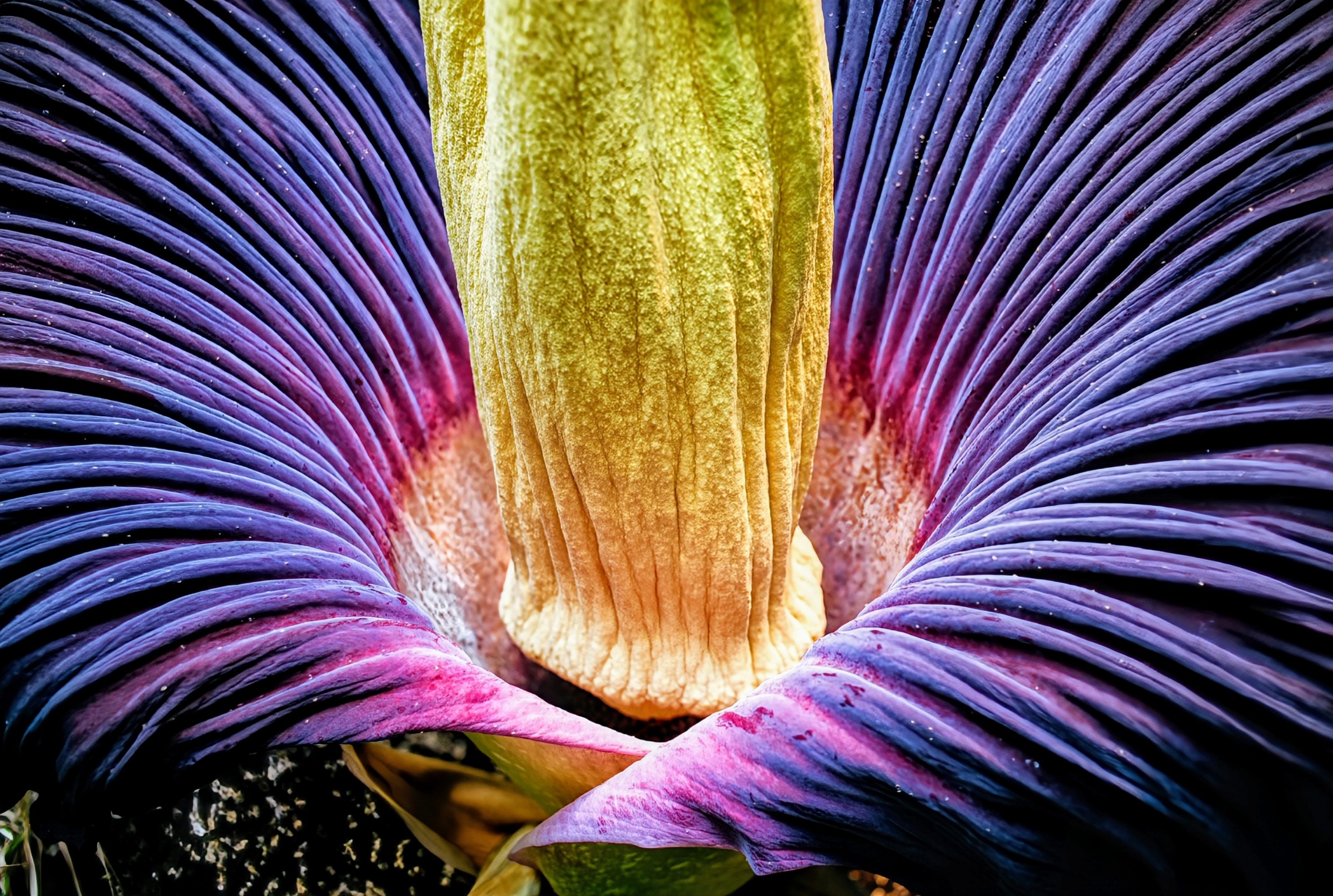 Why does the corpse flower smell like rotting flesh? - Earth.com