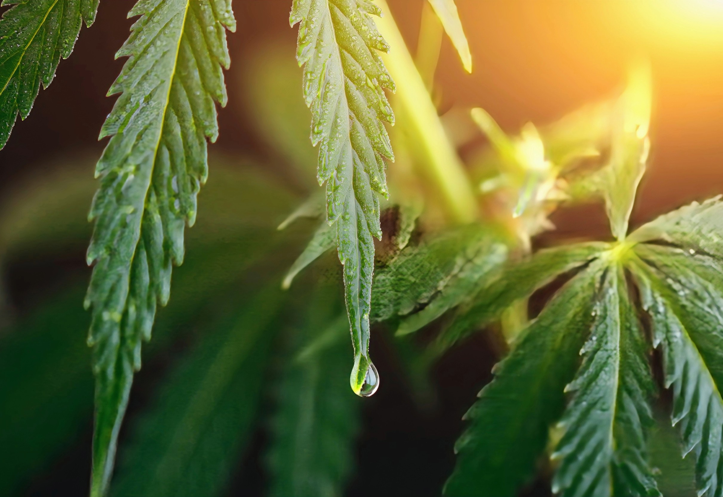 Nature's sleep aid: Cannabinol shows promise as a safe sedative - Earth.com