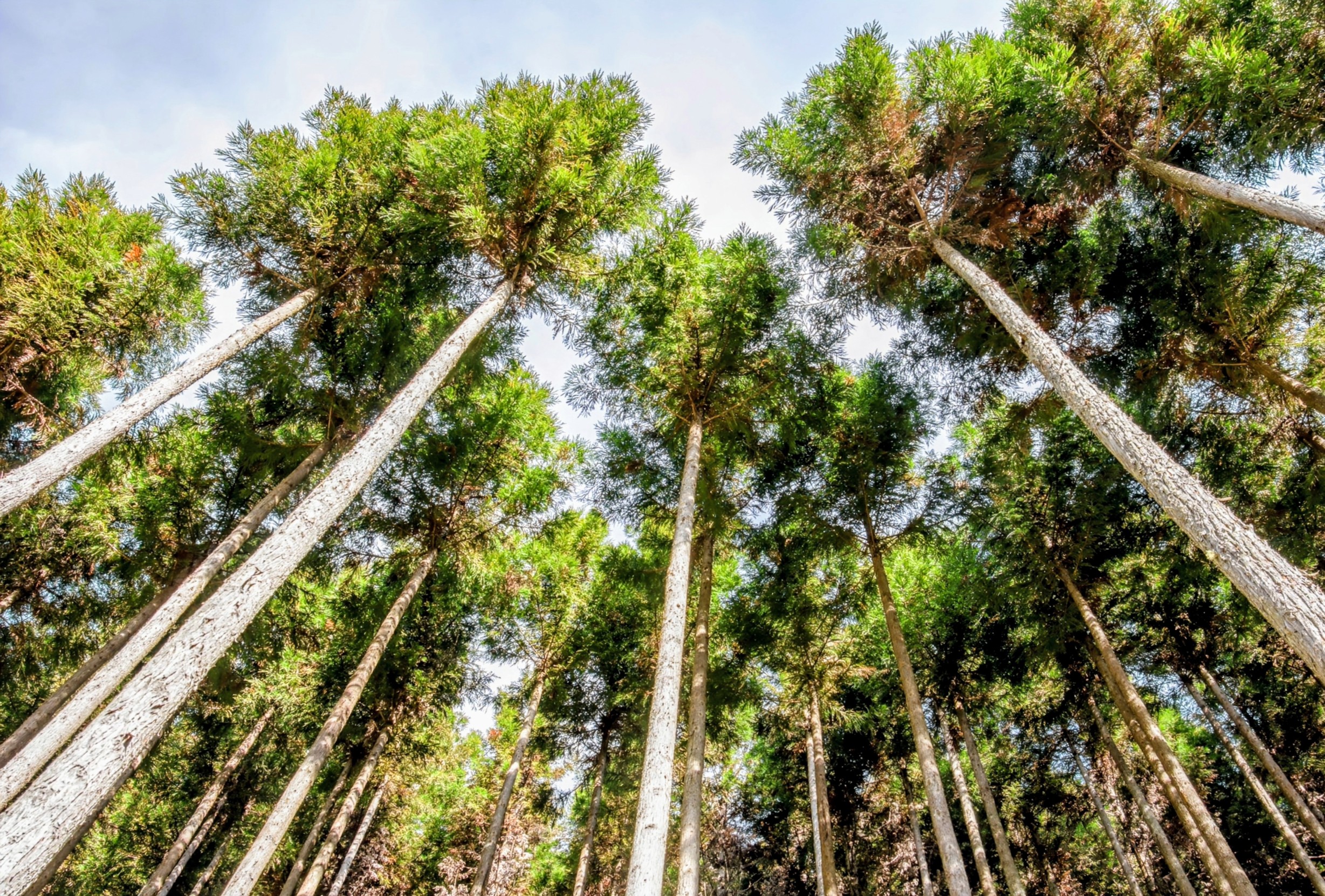 Trees cleverly adapt to withstand storms and high winds - Earth.com
