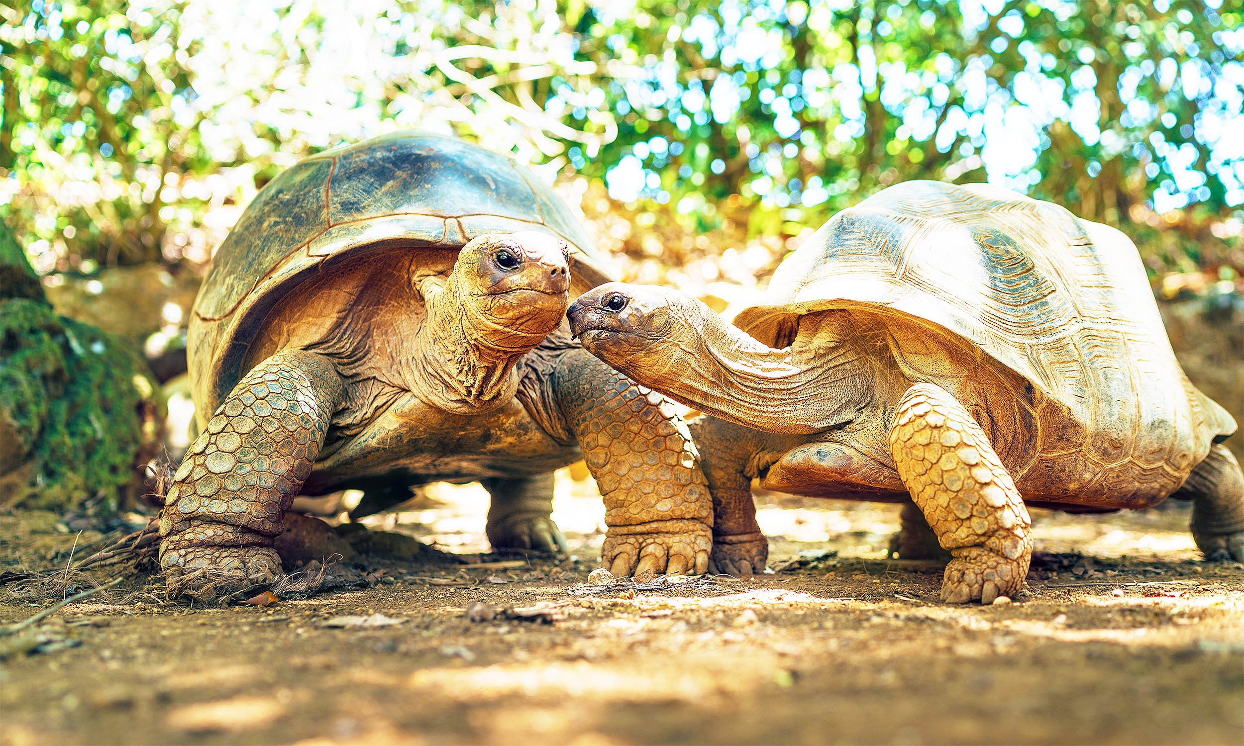 Turtles have genomes unlike any other animal studied so far - Earth.com