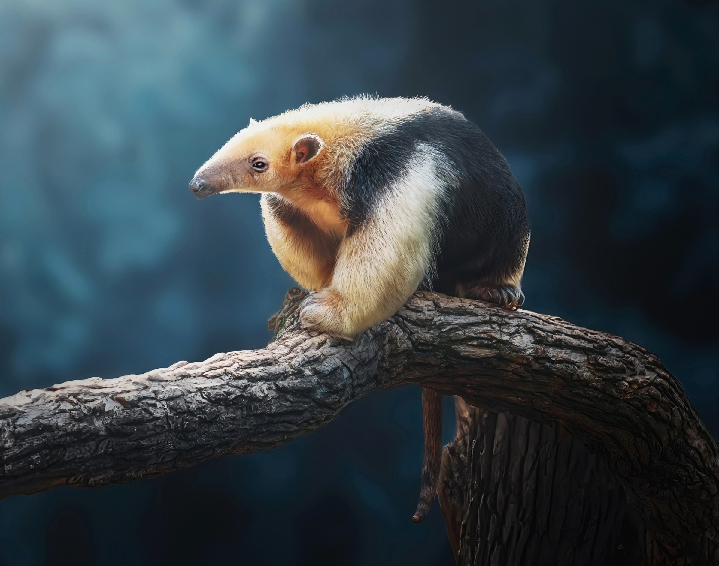 World Anteater Day: A tribute to nature's unique foragers - Earth.com
