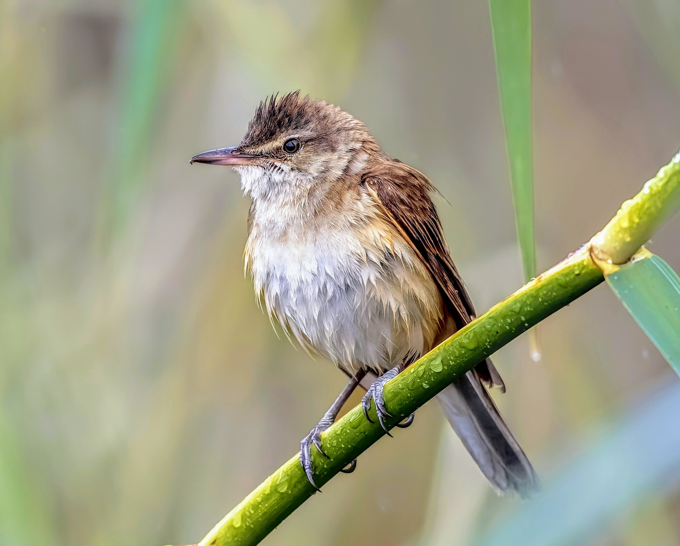 Birds navigate using clues from Earth's magnetic field - Earth.com