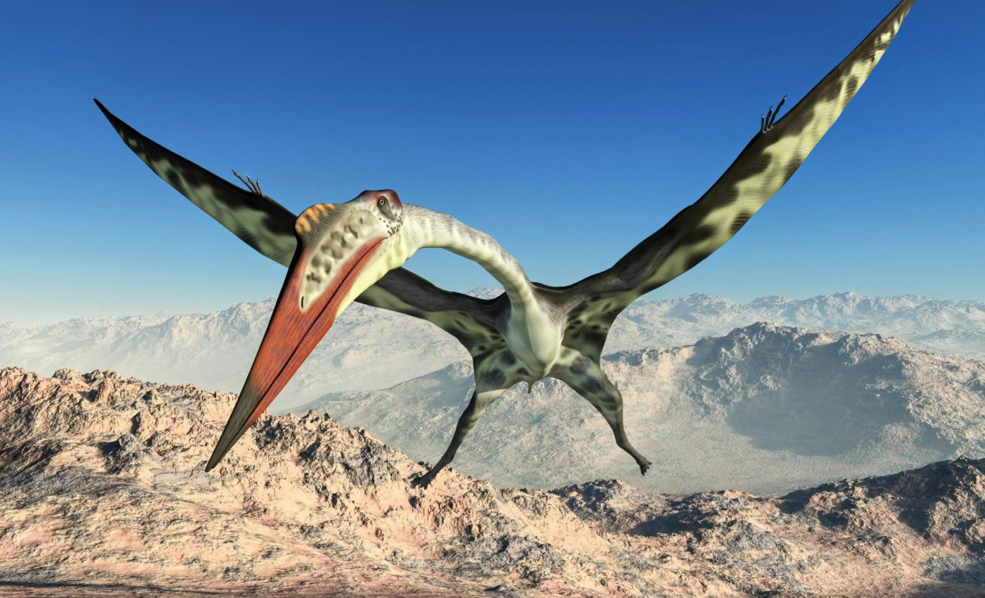 Pterosaur Fossil The Microarchitecture Of Fossil Pterosaur Bones Could