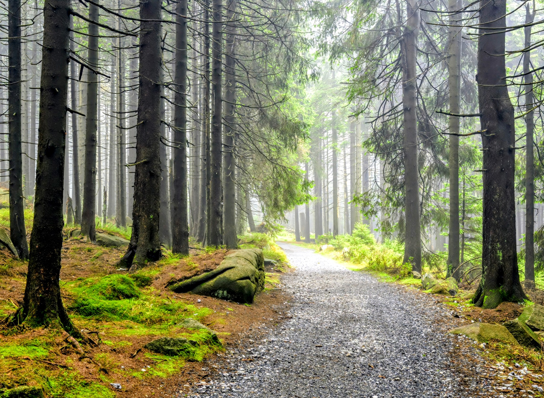 Forests face rising damage risks as their diversity dwindles - Earth.com
