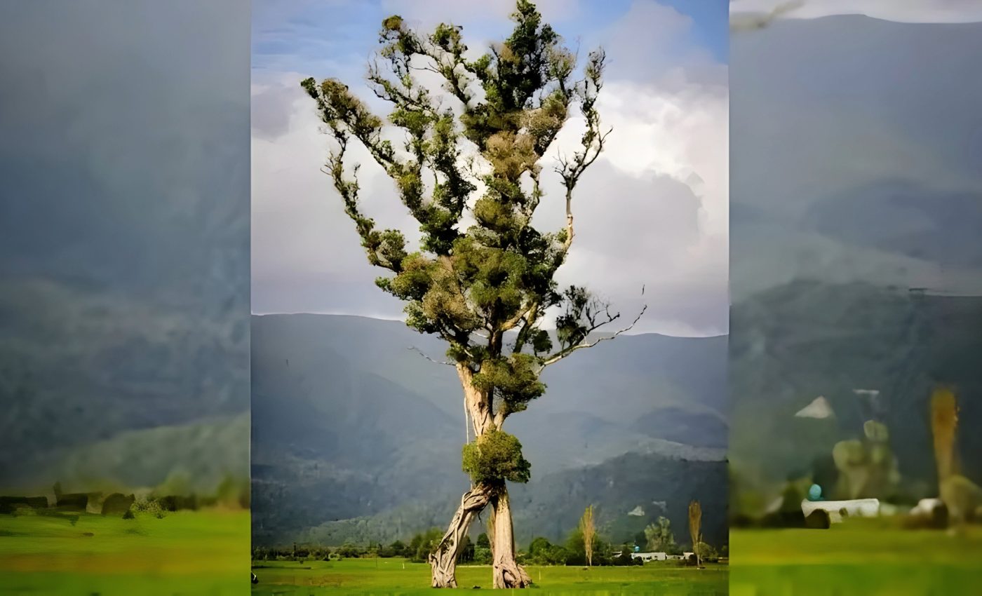 Walk Land Tree Nature