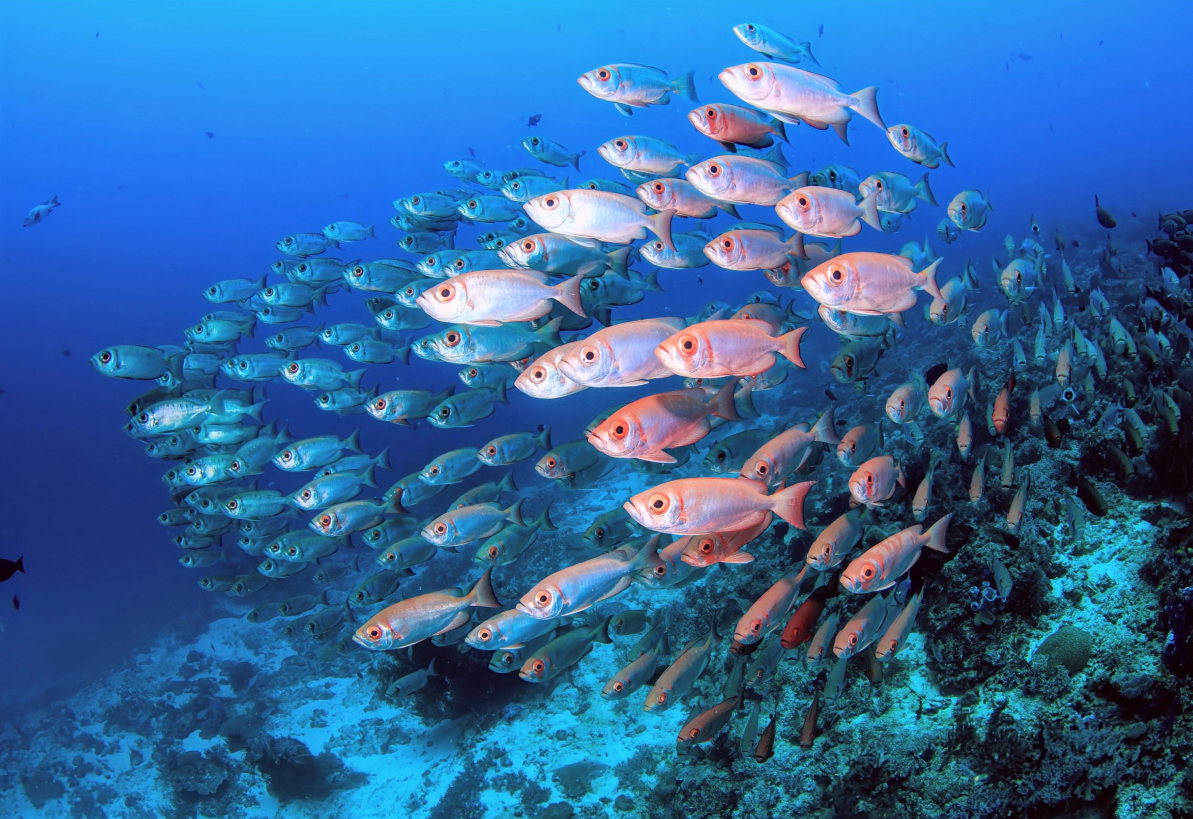 Ocean acidification is spreading into deeper waters - Earth.com