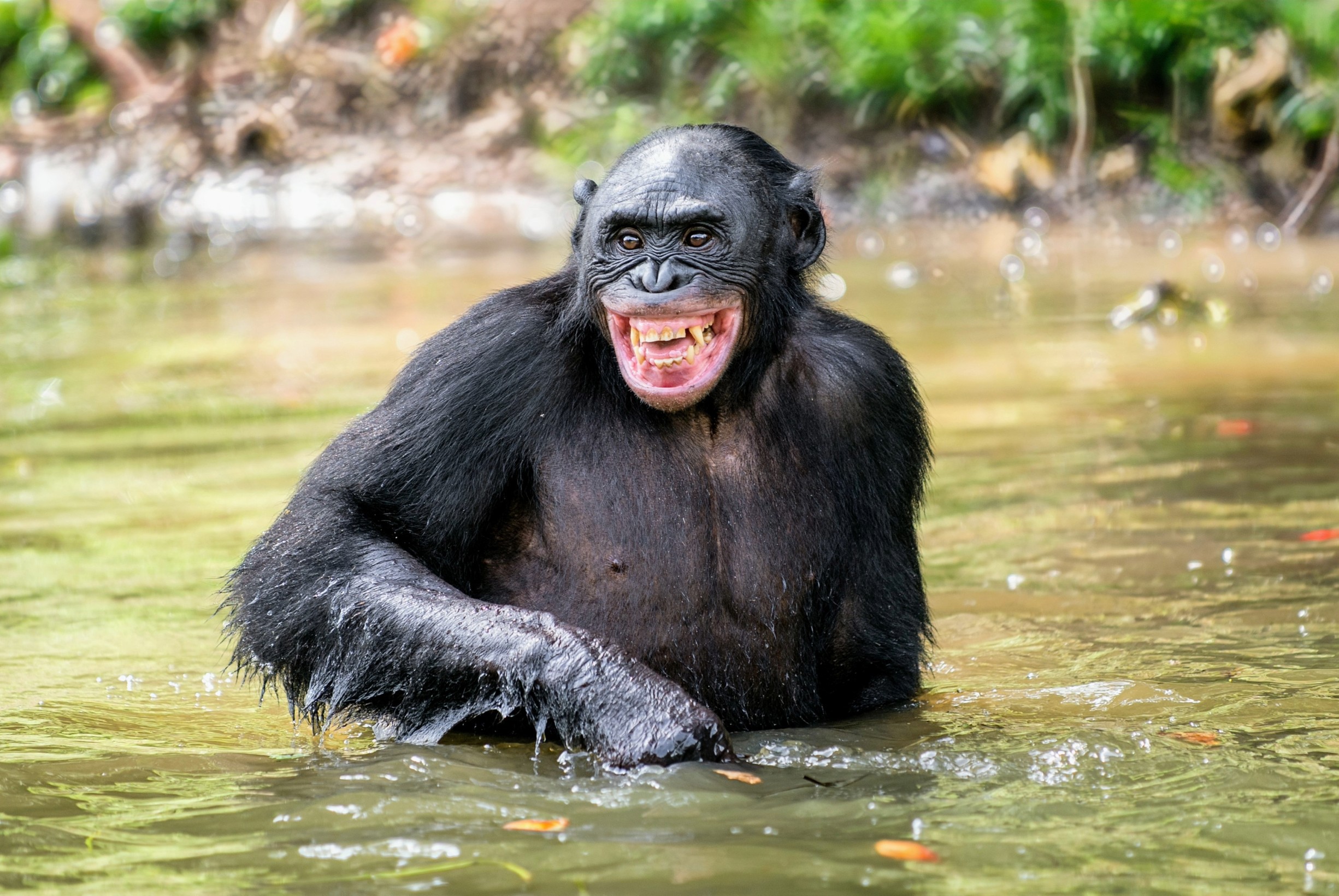 Bonobos are thriving in Salonga National Park - Earth.com