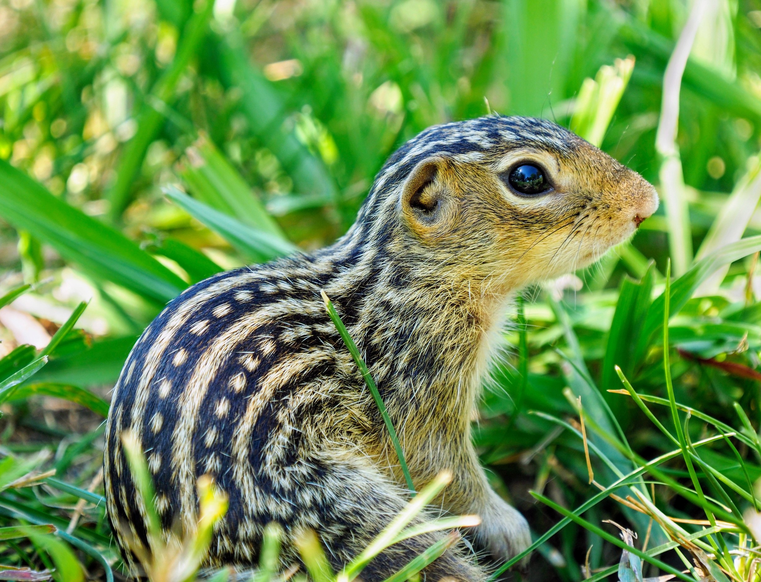 How squirrels survive winter without food or water - Earth.com